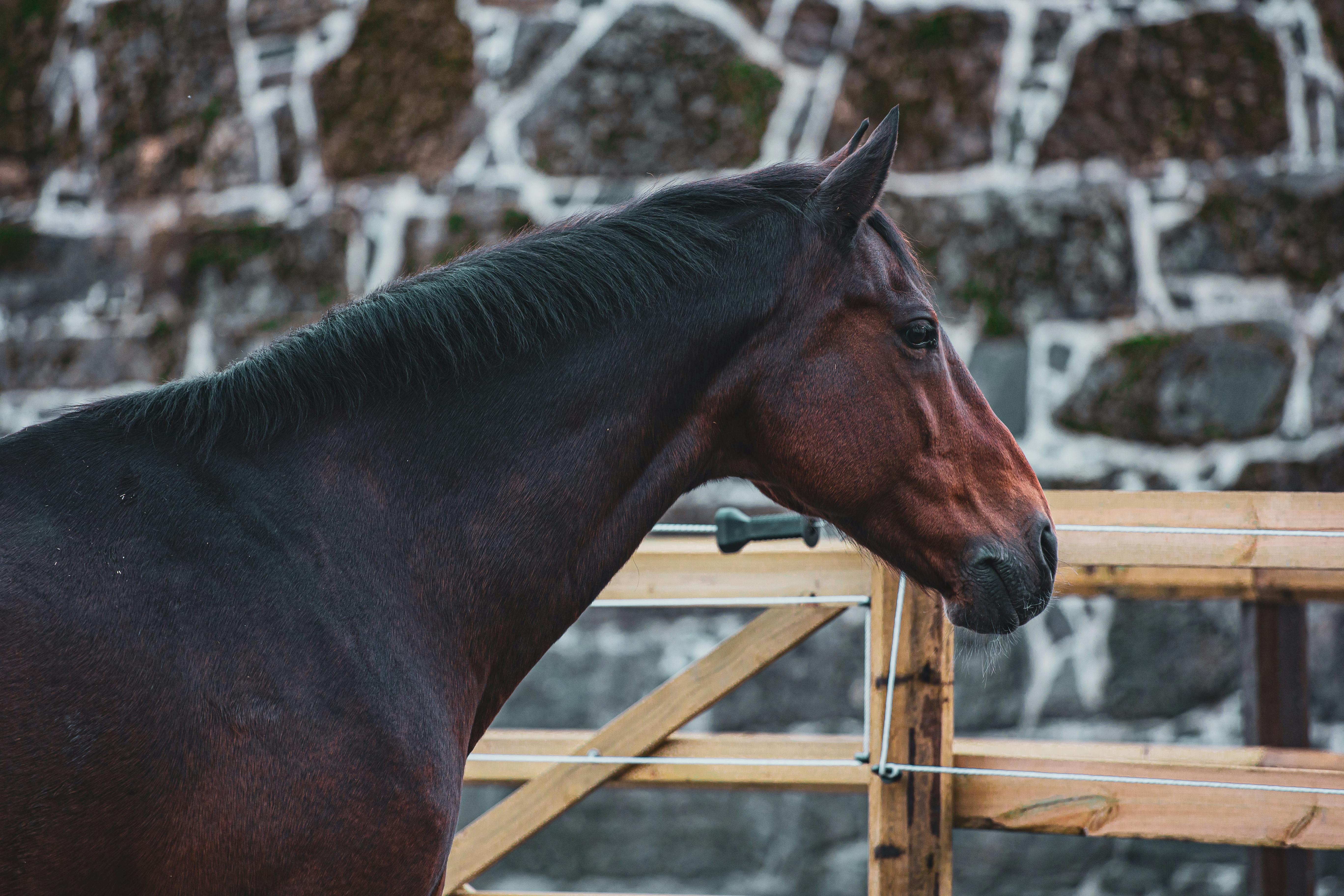 Close-Up Shot of a Horse Running · Free Stock Photo