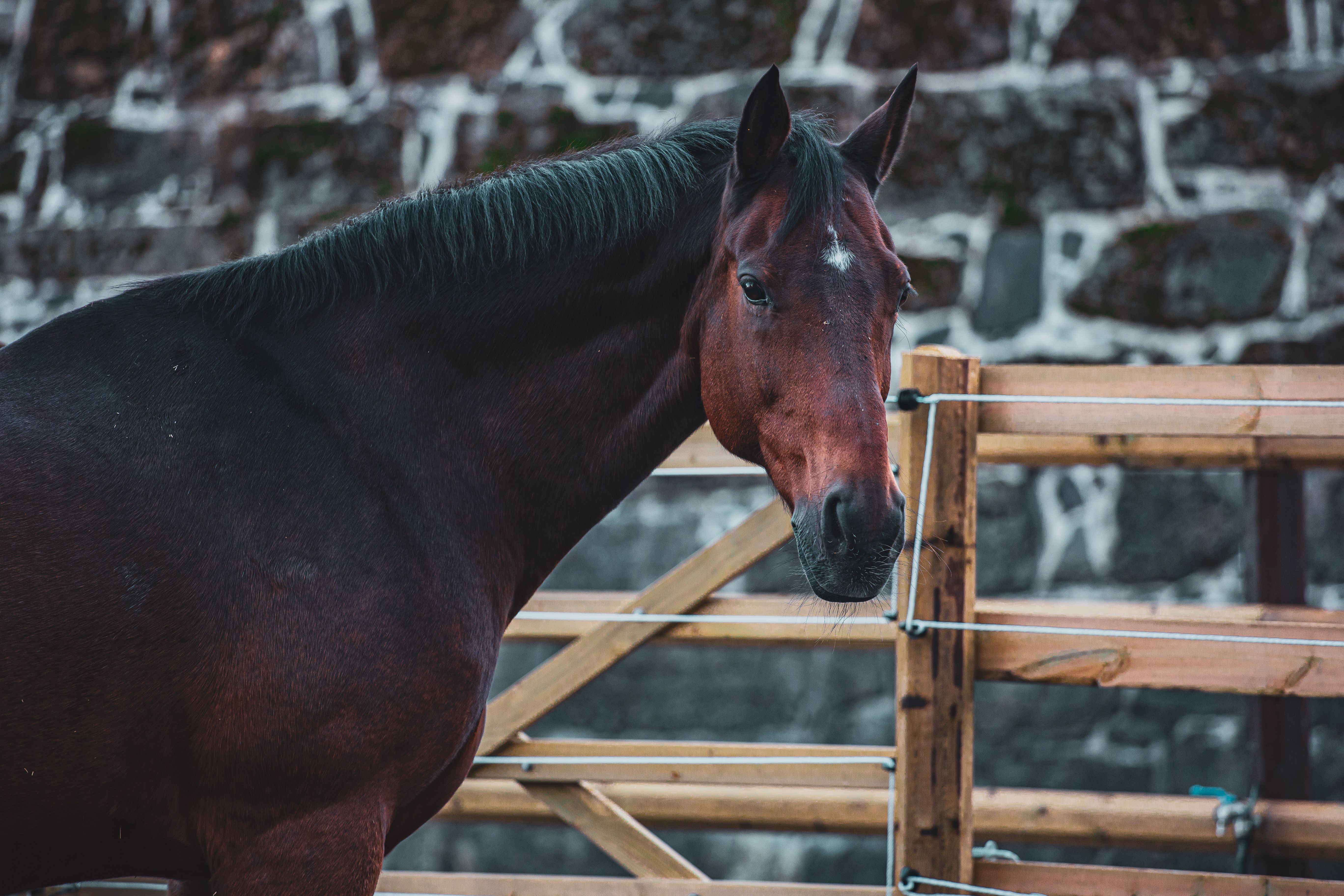 Foto de stock gratuita sobre animal, caballo, de cerca, equino ...