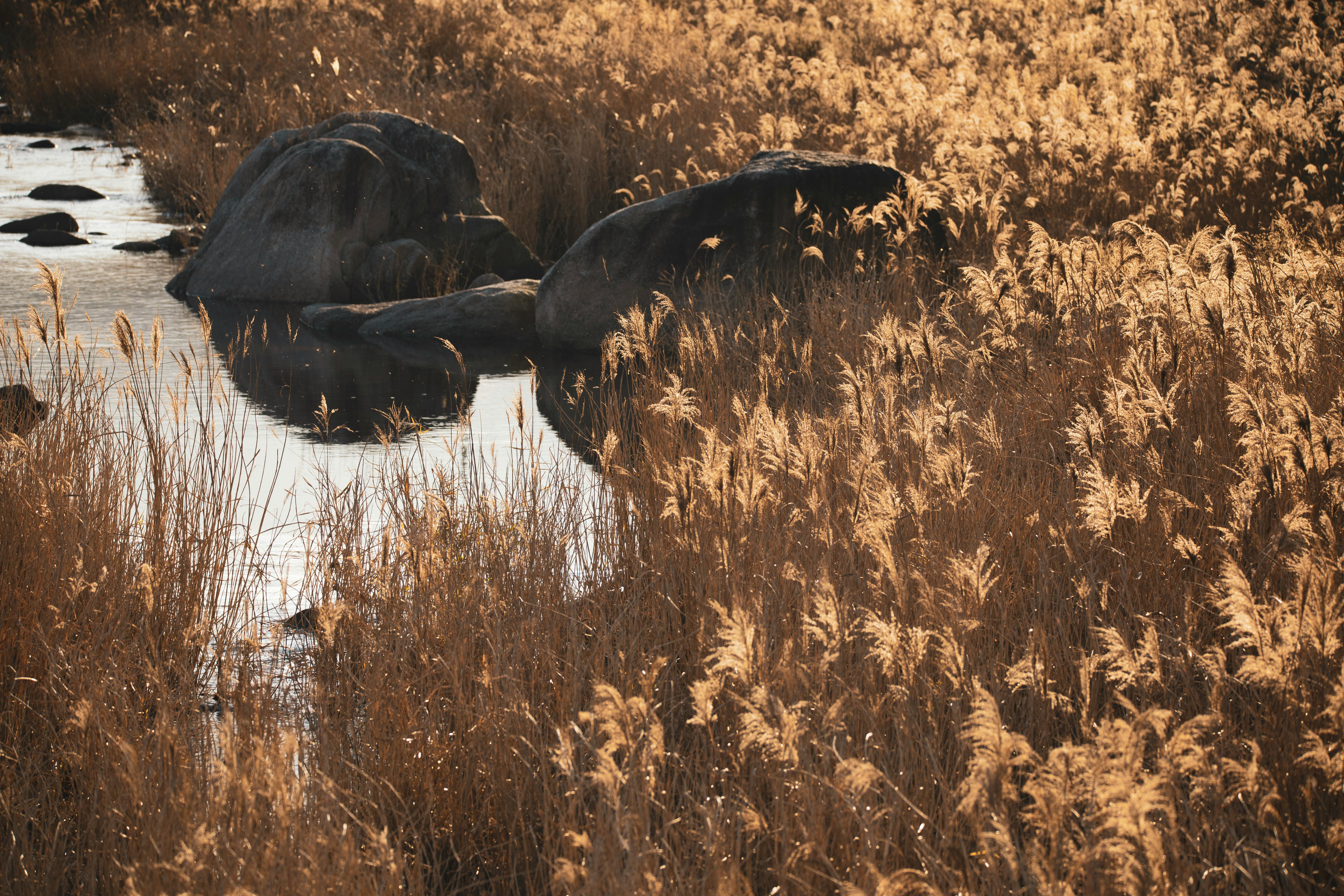 Yellow Grasses around Pond · Free Stock Photo