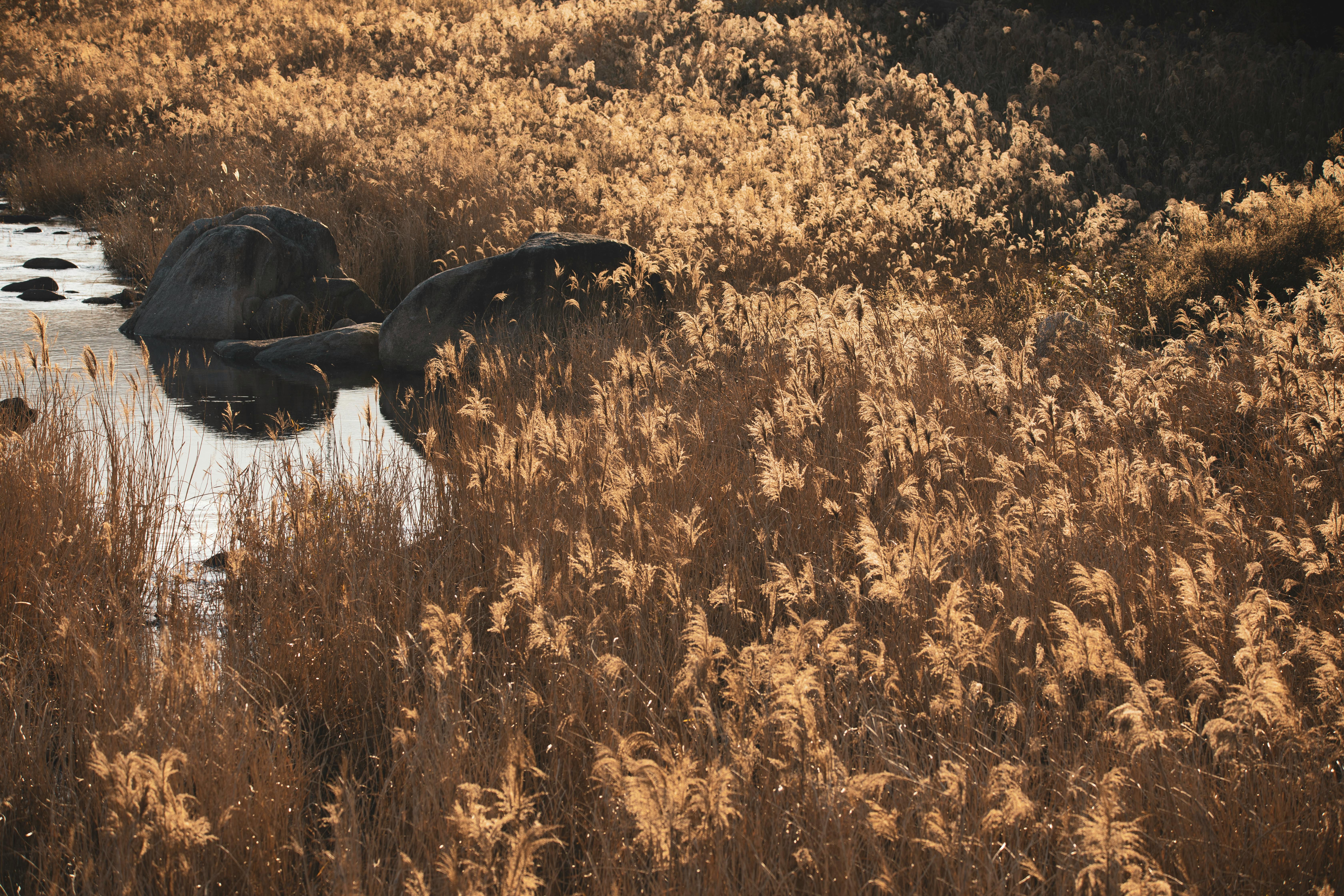 Reeds Growing in Marsh in Nature · Free Stock Photo