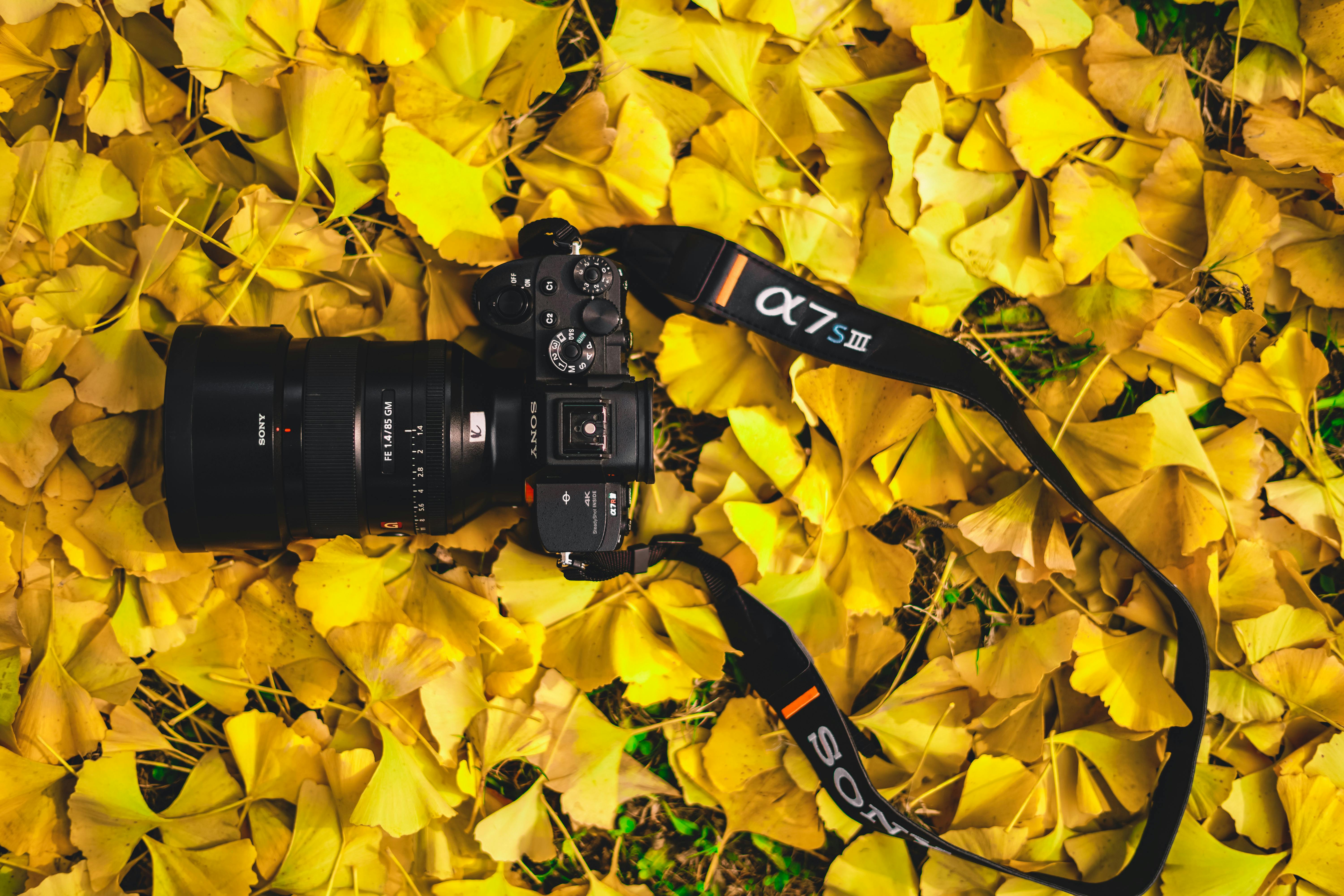 Black and Red Dslr Camera · Free Stock Photo