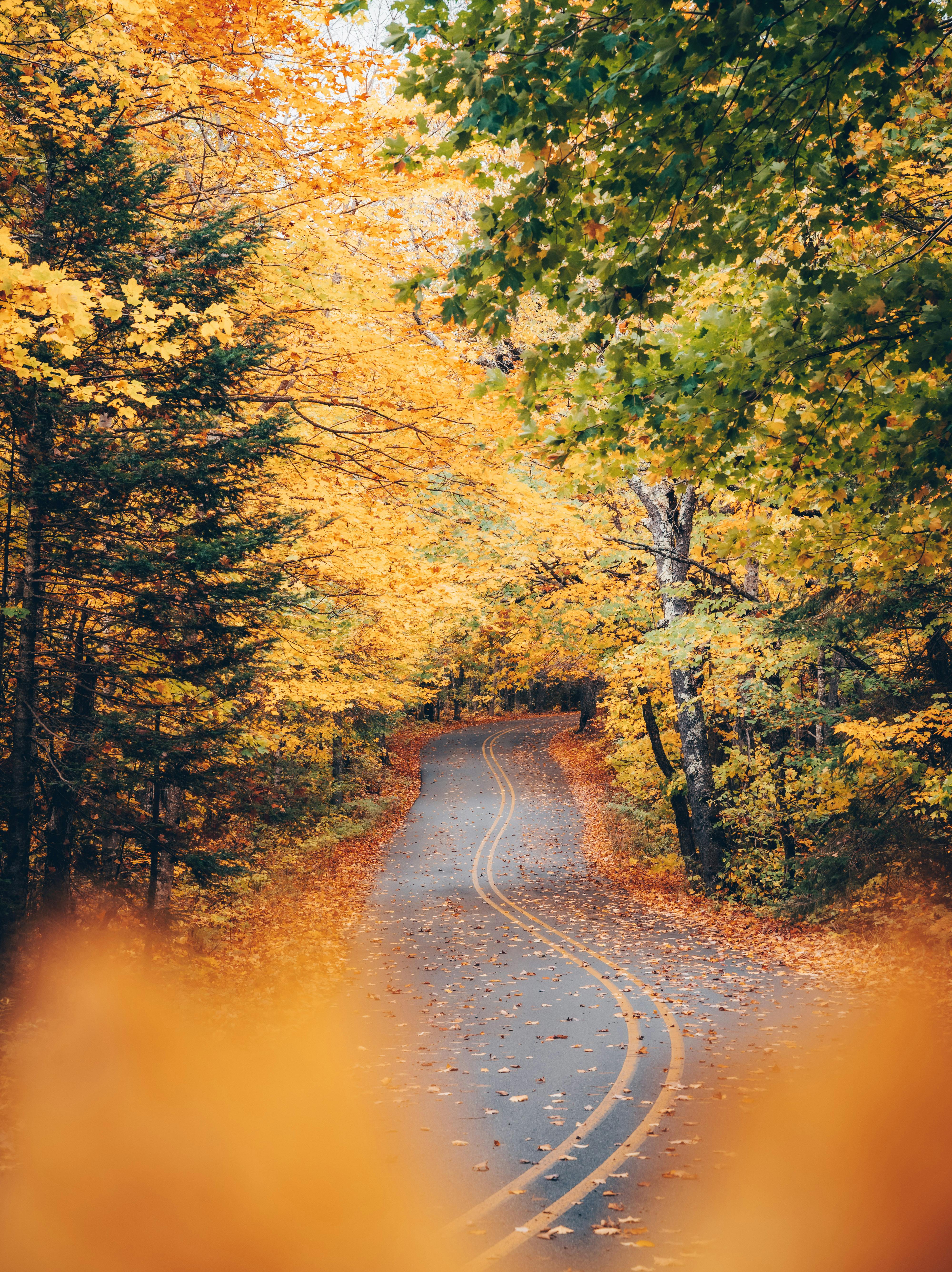 Photo of Roadway During Fall · Free Stock Photo