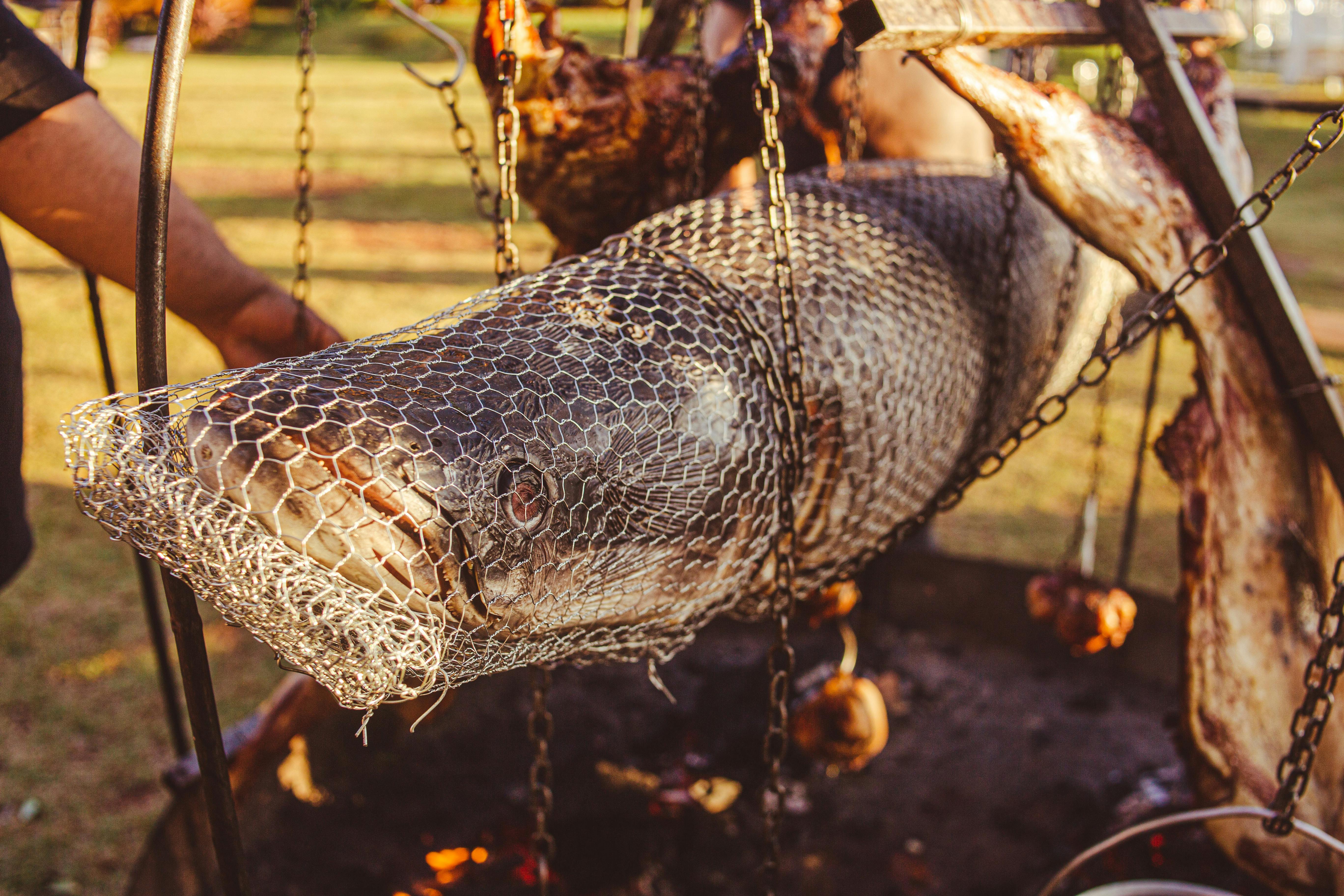 Big Fish in a Net · Free Stock Photo