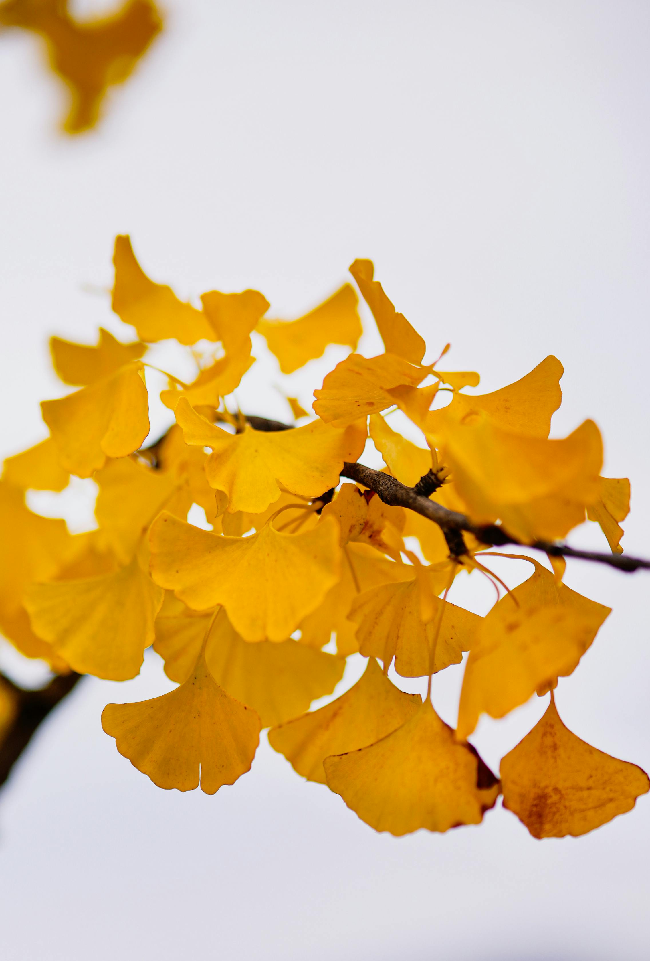Gingko Tree Photos, Download The BEST Free Gingko Tree Stock Photos ...
