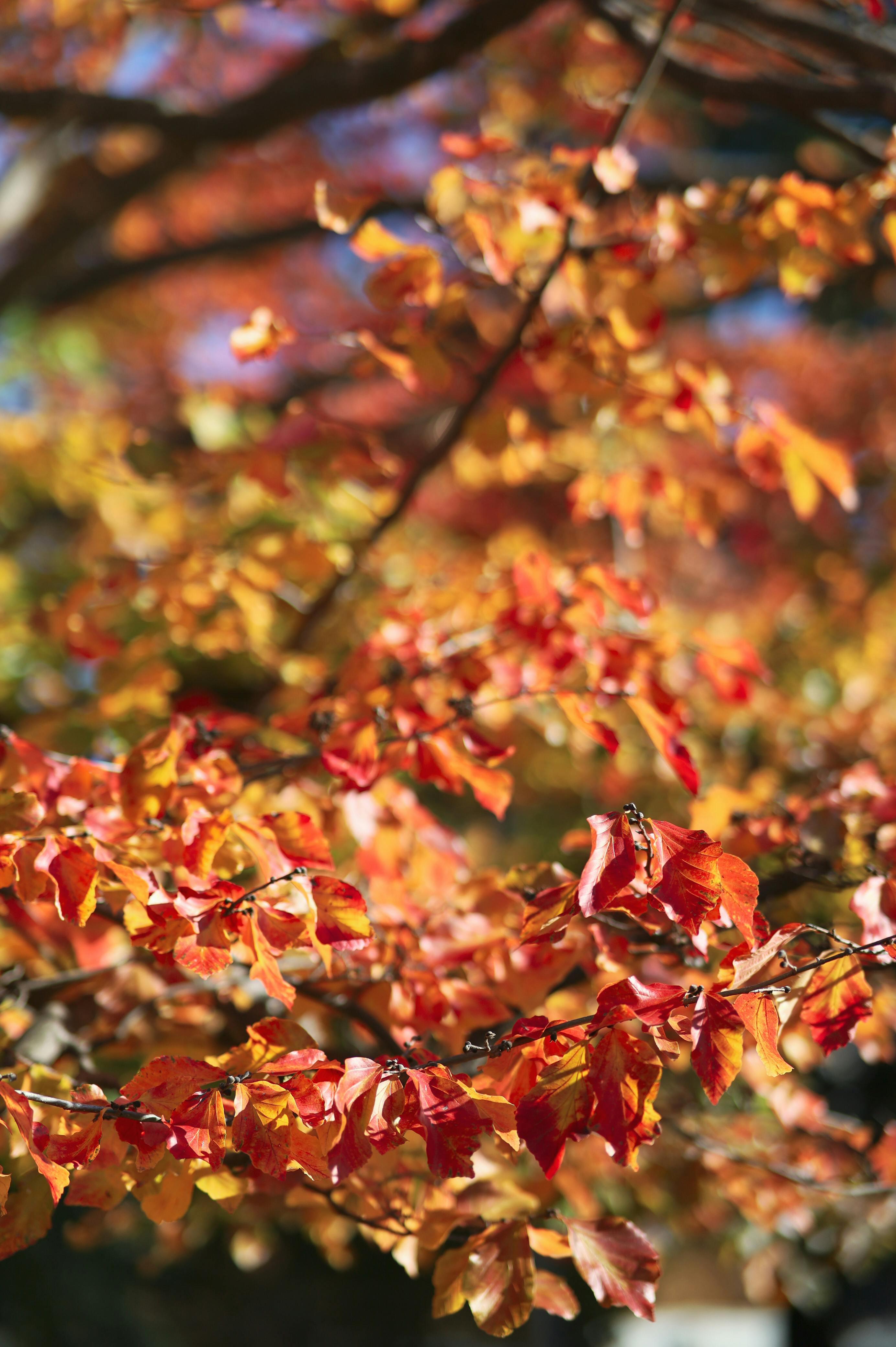 Photo of Autumn Leaves · Free Stock Photo