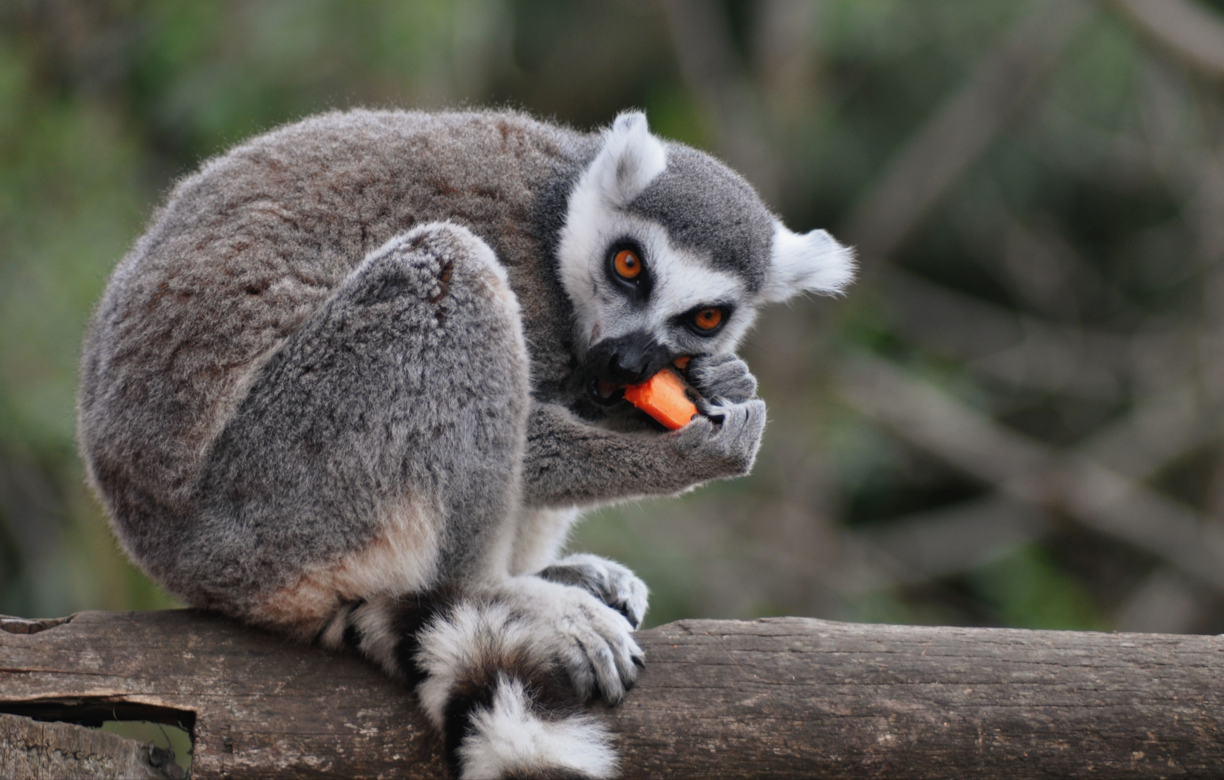Gray Animal With Long Tail · Free Stock Photo