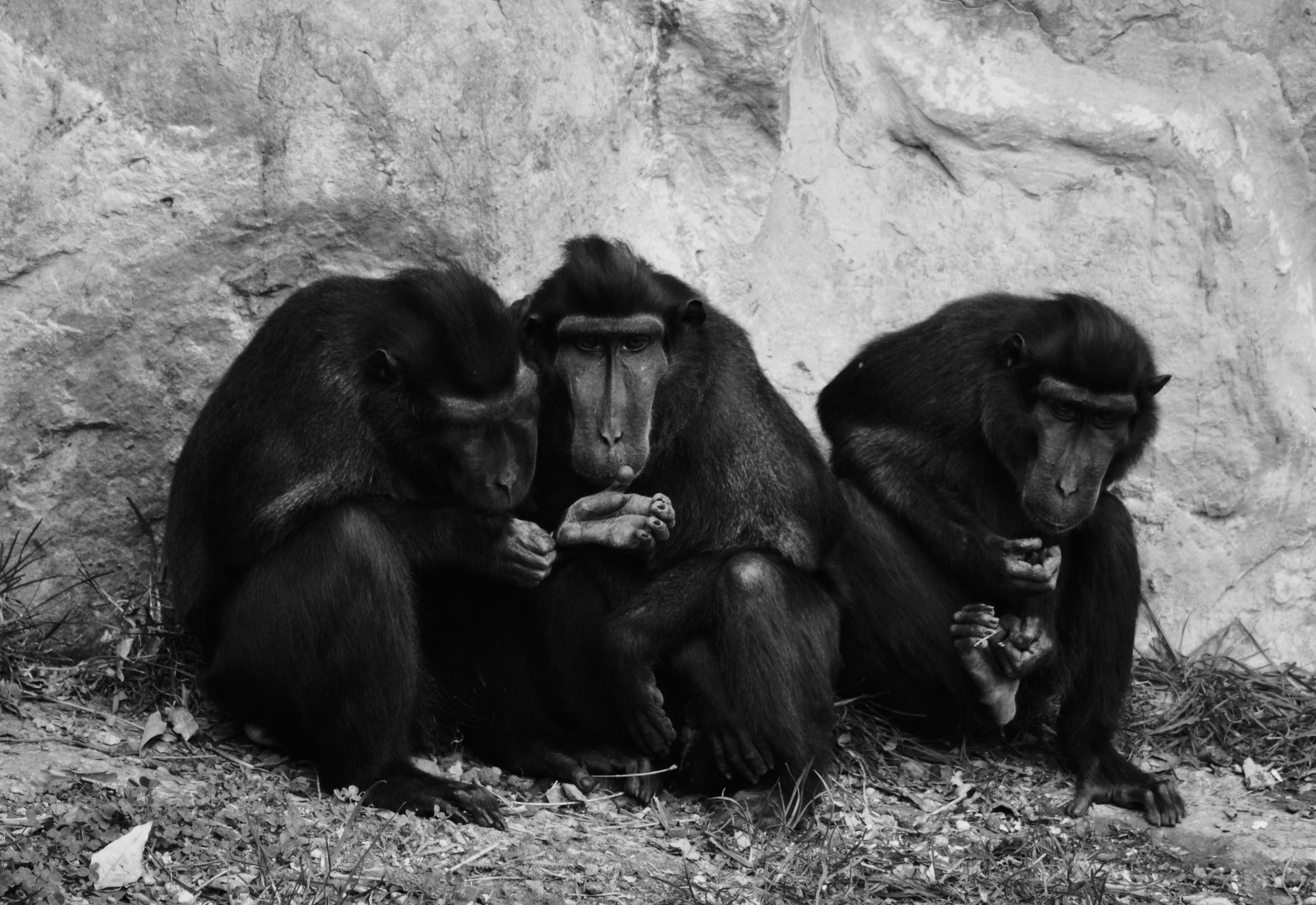 Grayscale Photo of Baboons · Free Stock Photo