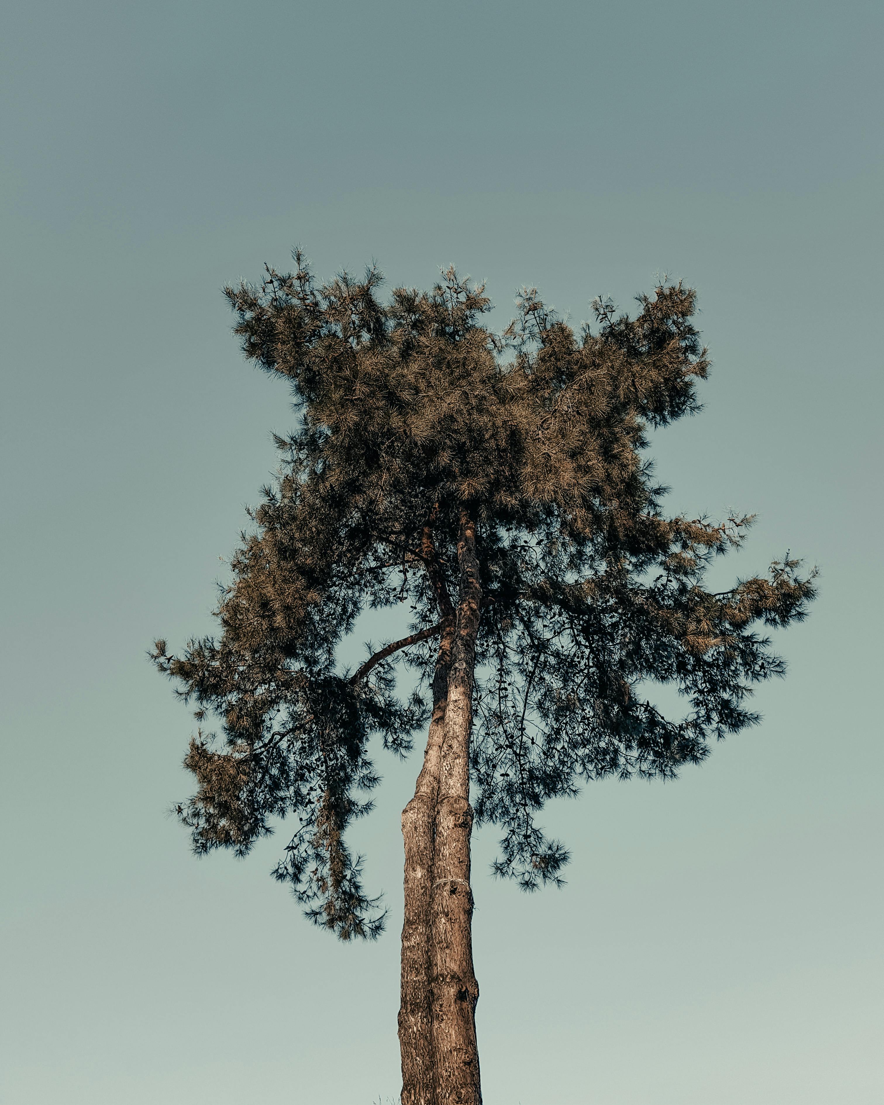 A Low Angle View of Tall Trees · Free Stock Photo