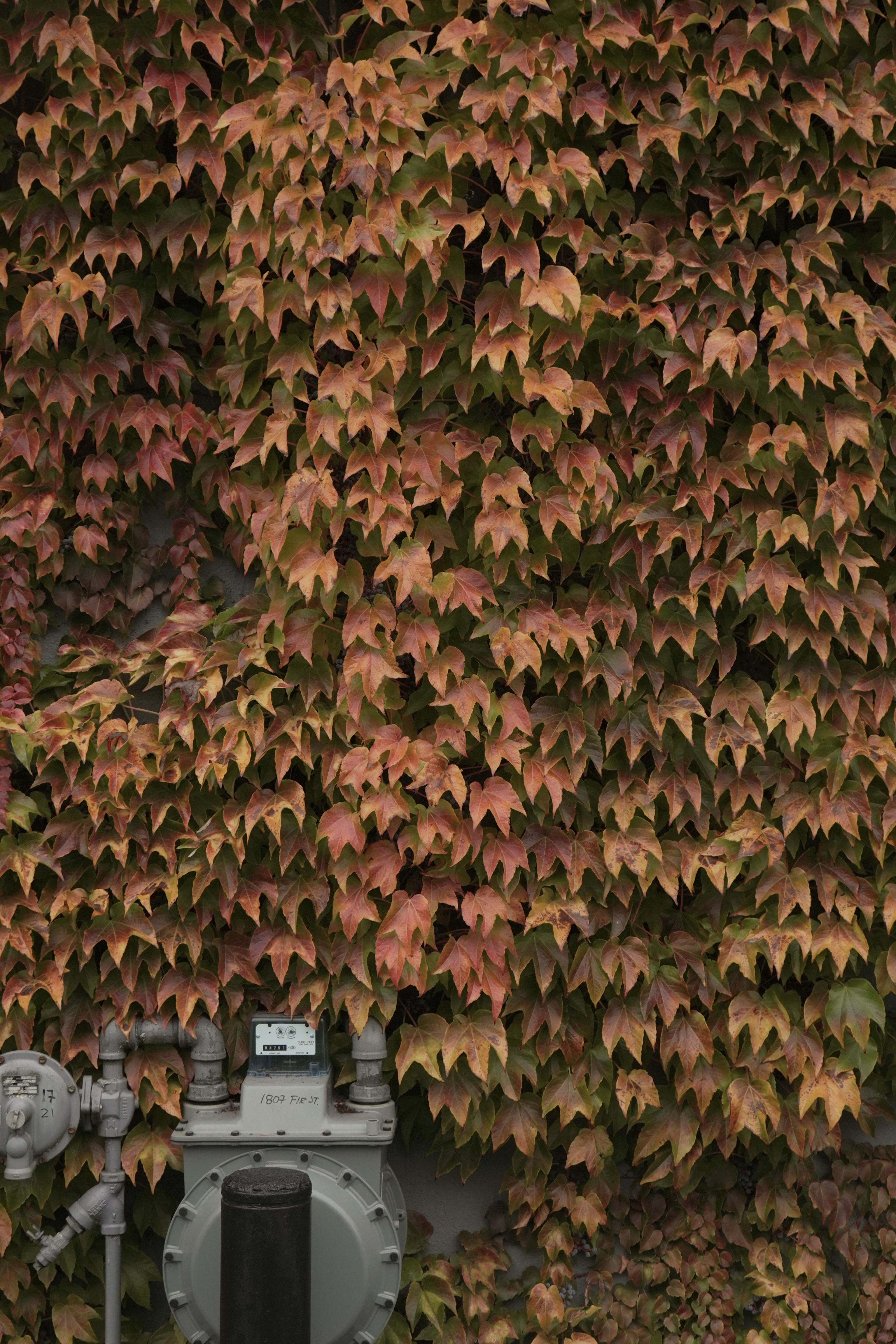 Vines Covering Wall · Free Stock Photo