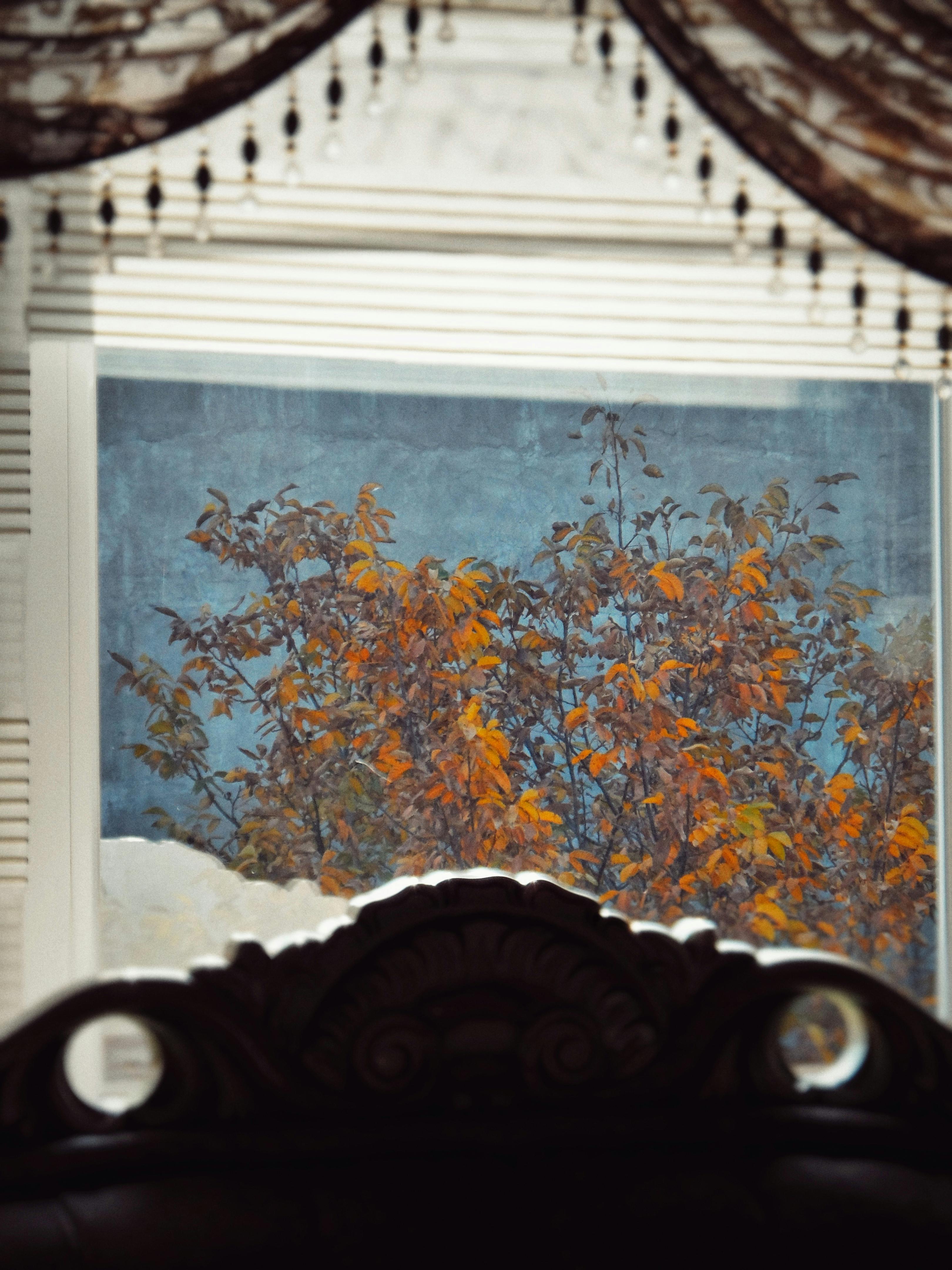 Autumn Leaves behind Window · Free Stock Photo