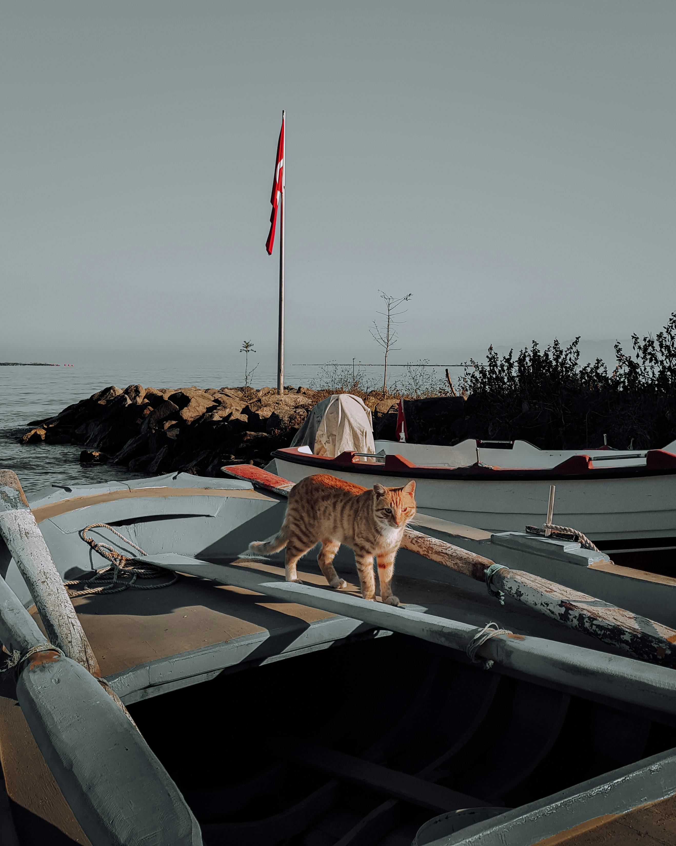 Brown Cat on the Boat · Free Stock Photo