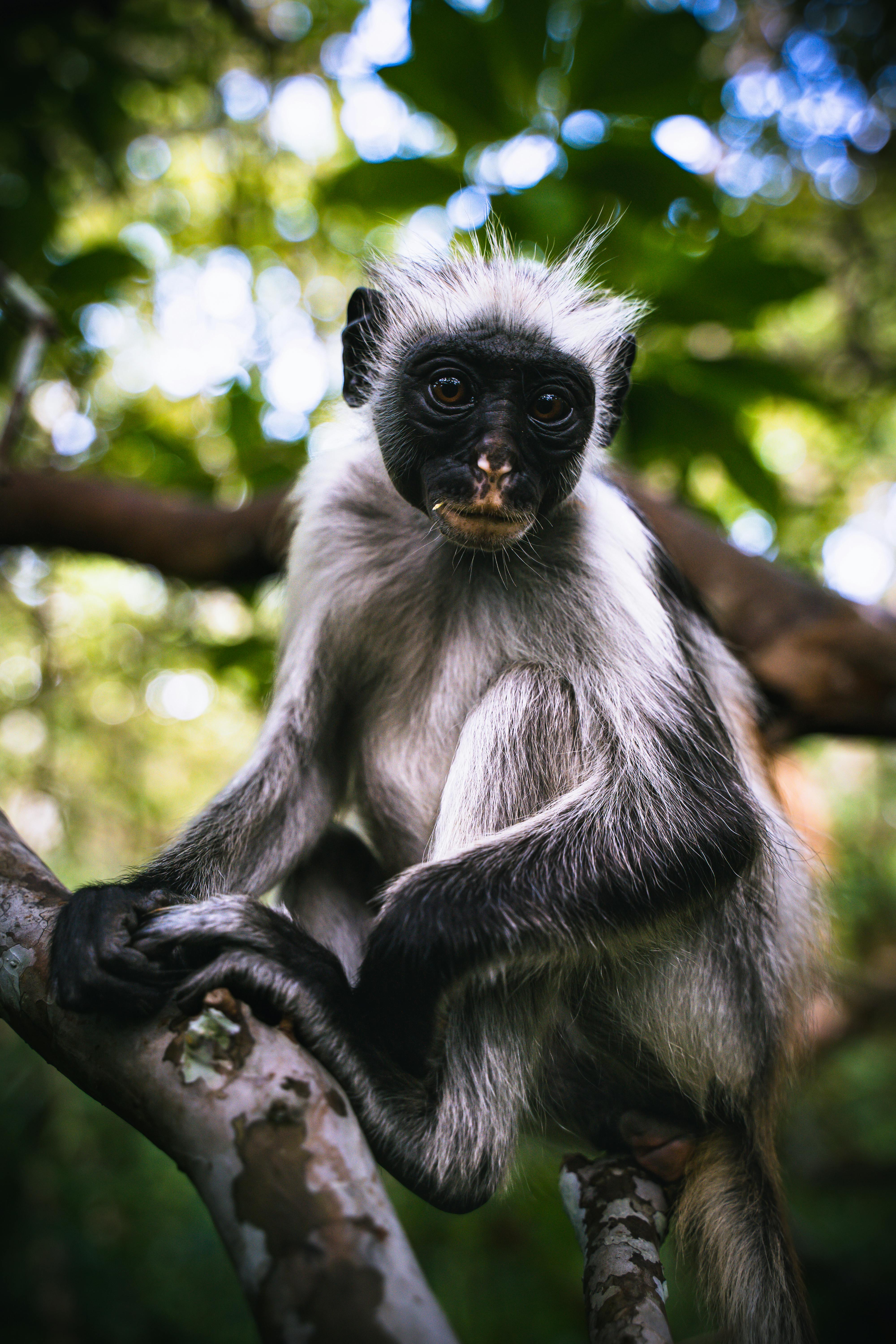 Close-Up Shot of a Baby Monkey on the Tree Branch · Free Stock Photo