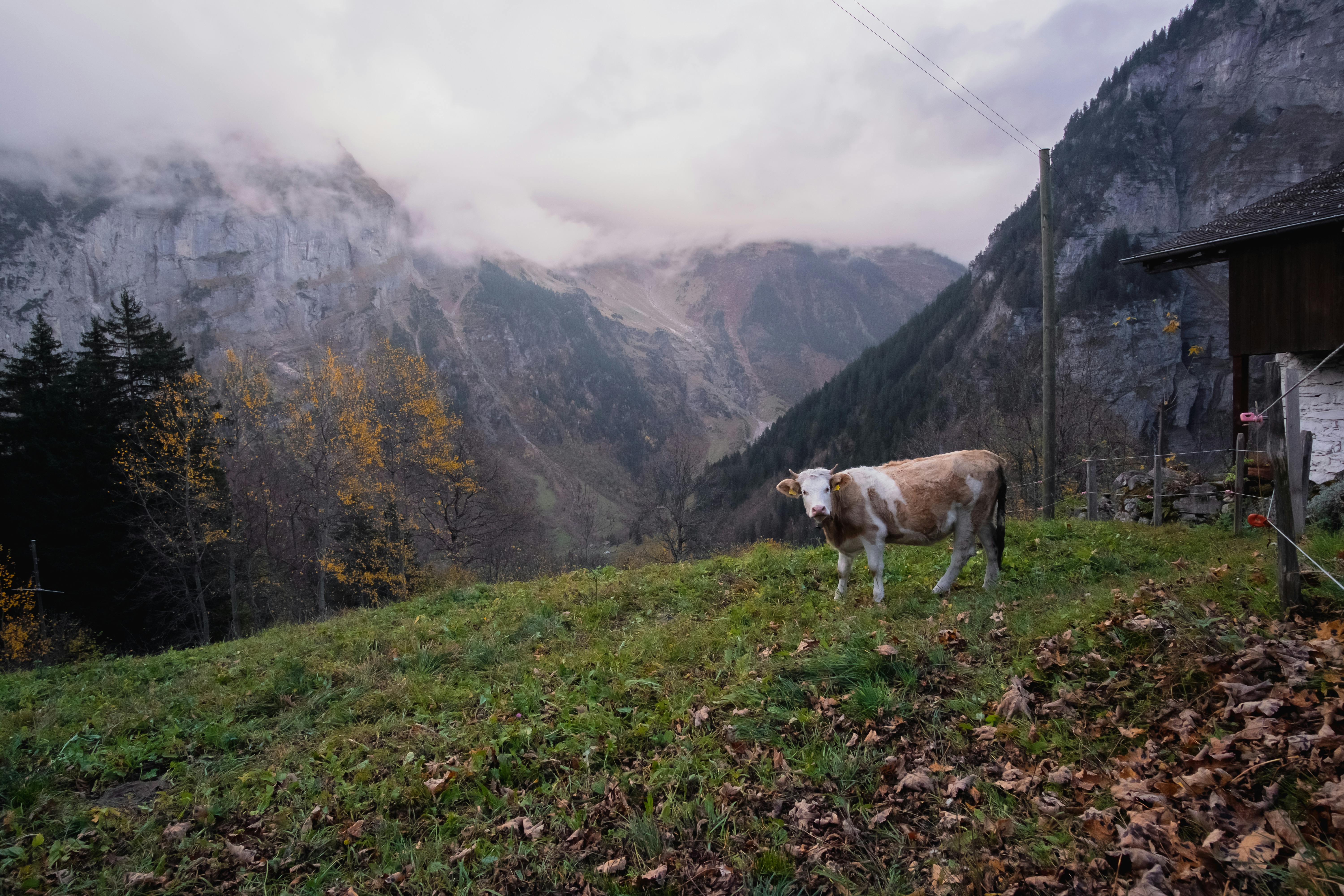 Cow on a Mountain Pasture · Free Stock Photo