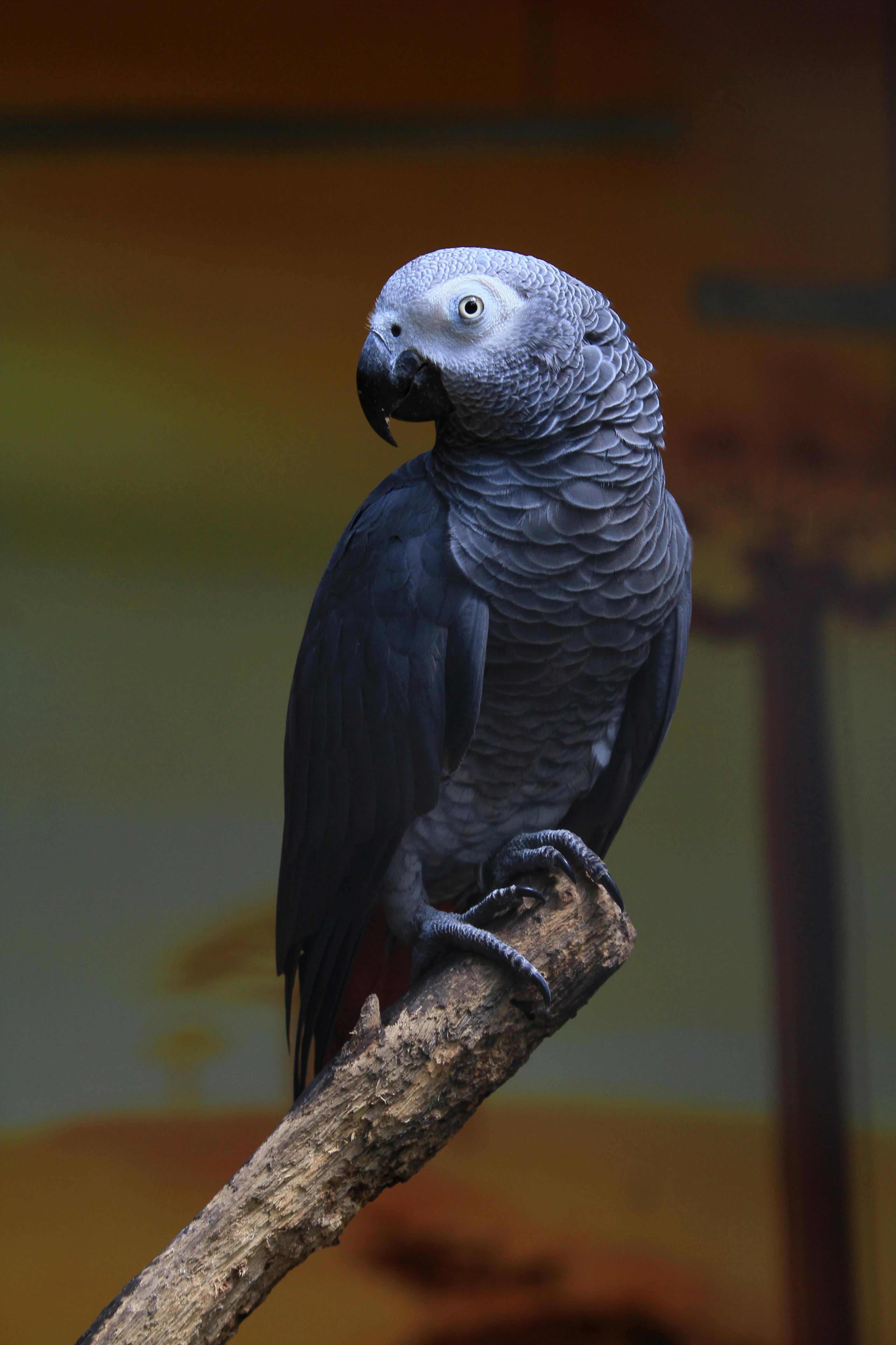 Beautiful parrot store