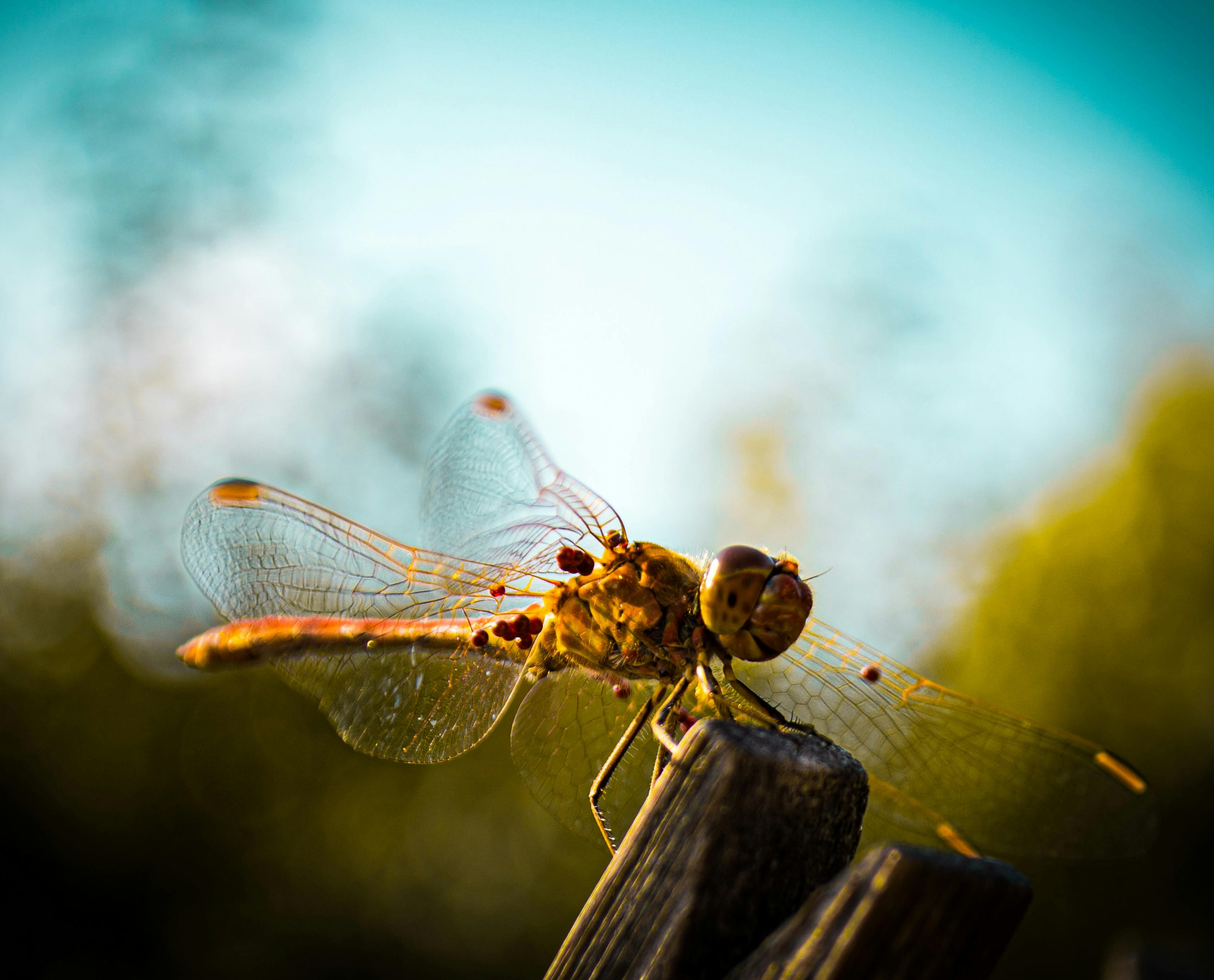 Dragonfly Perched on Human Finger in Closeup Photography · Free Stock Photo