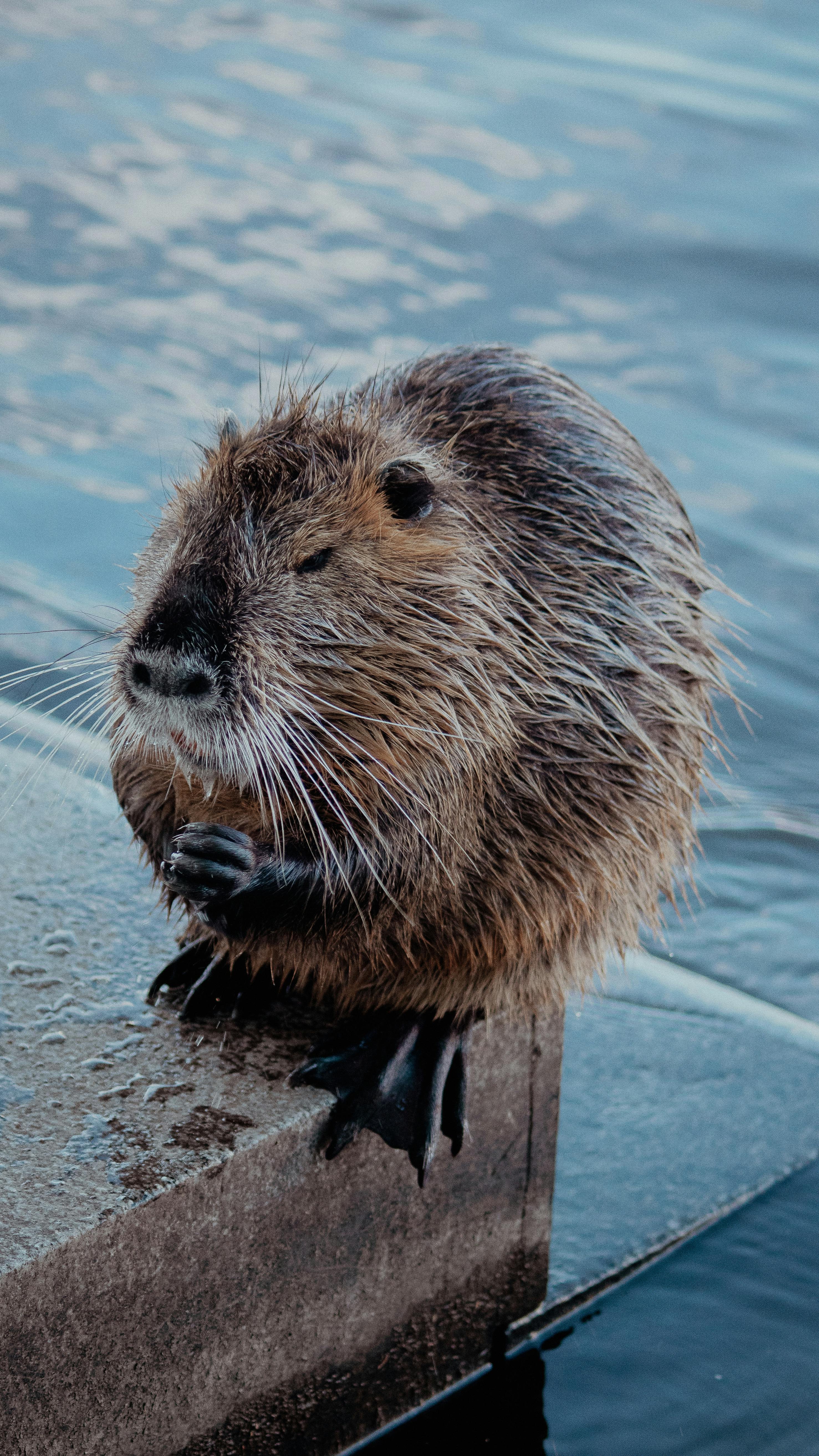 Close-Up Shot of a Nutria · Free Stock Photo