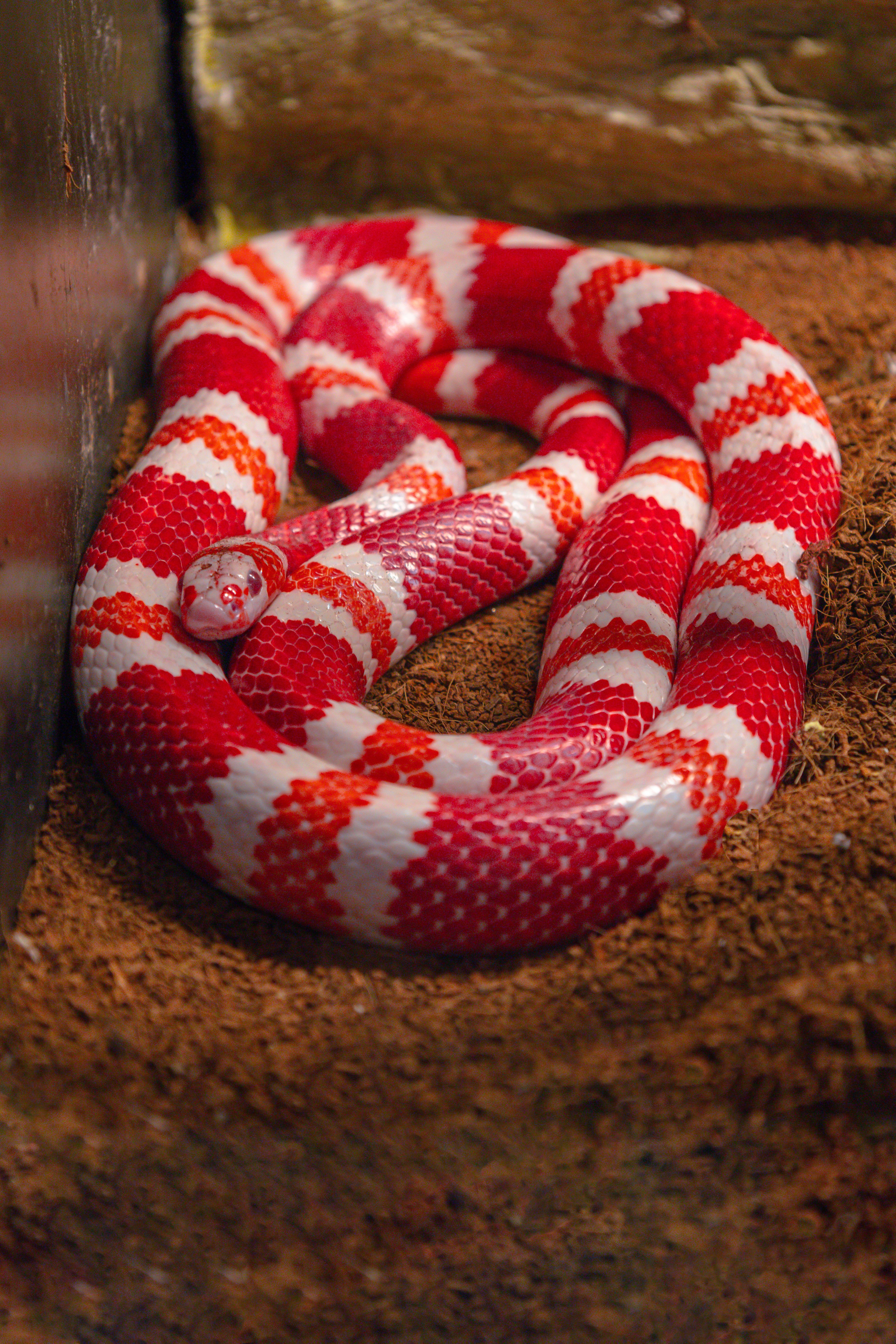 Close-up Photo of a Milk Snake · Free Stock Photo