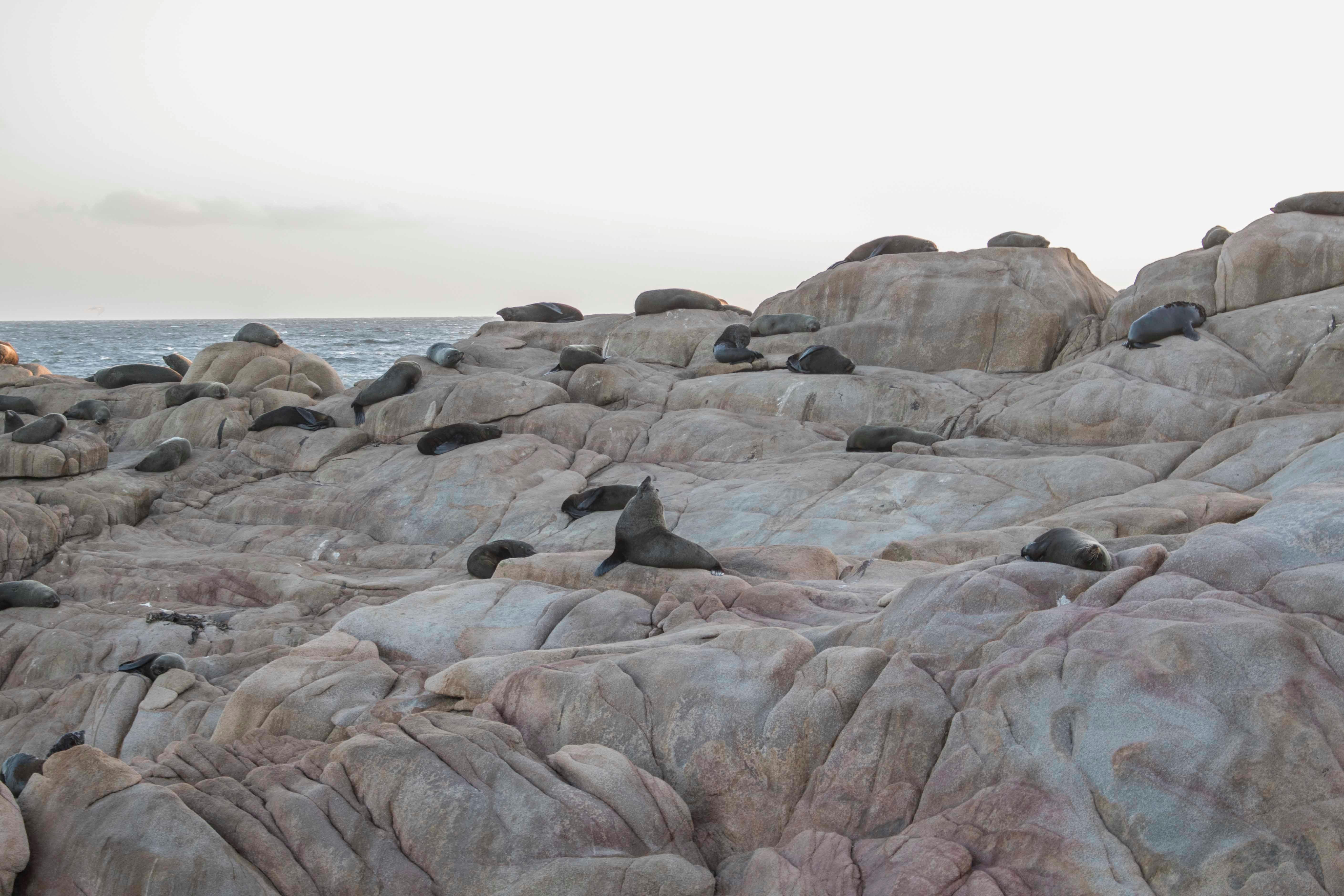 Seals on the Beach Rocks Formation · Free Stock Photo