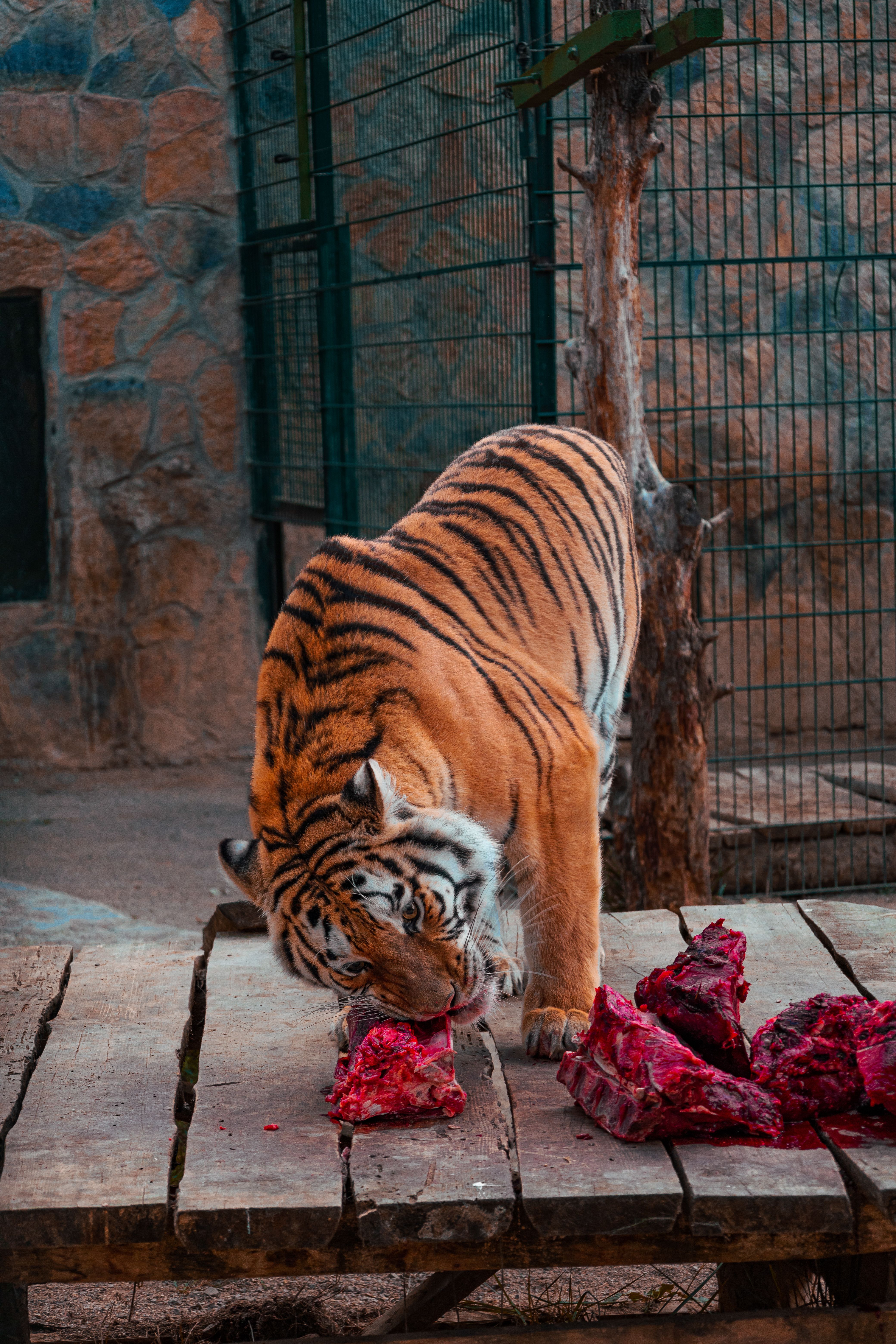 Tiger Meat Photos, Download The BEST Free Tiger Meat Stock Photos & HD ...
