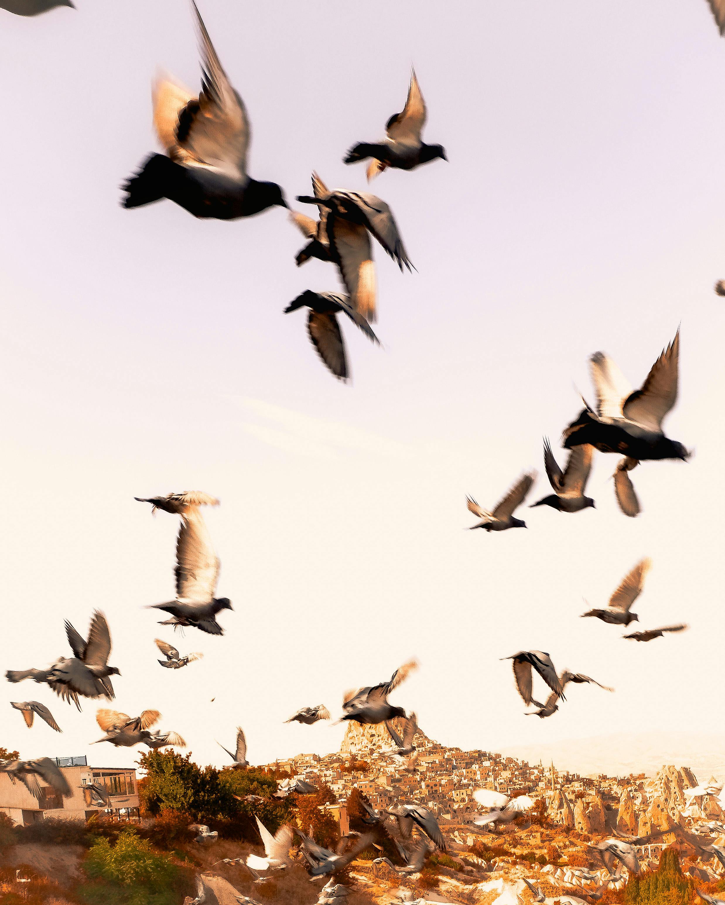 Cartoon Bird صهفا صاهفث لاشؤنلقخعىي Photos, Download The BEST Free ...