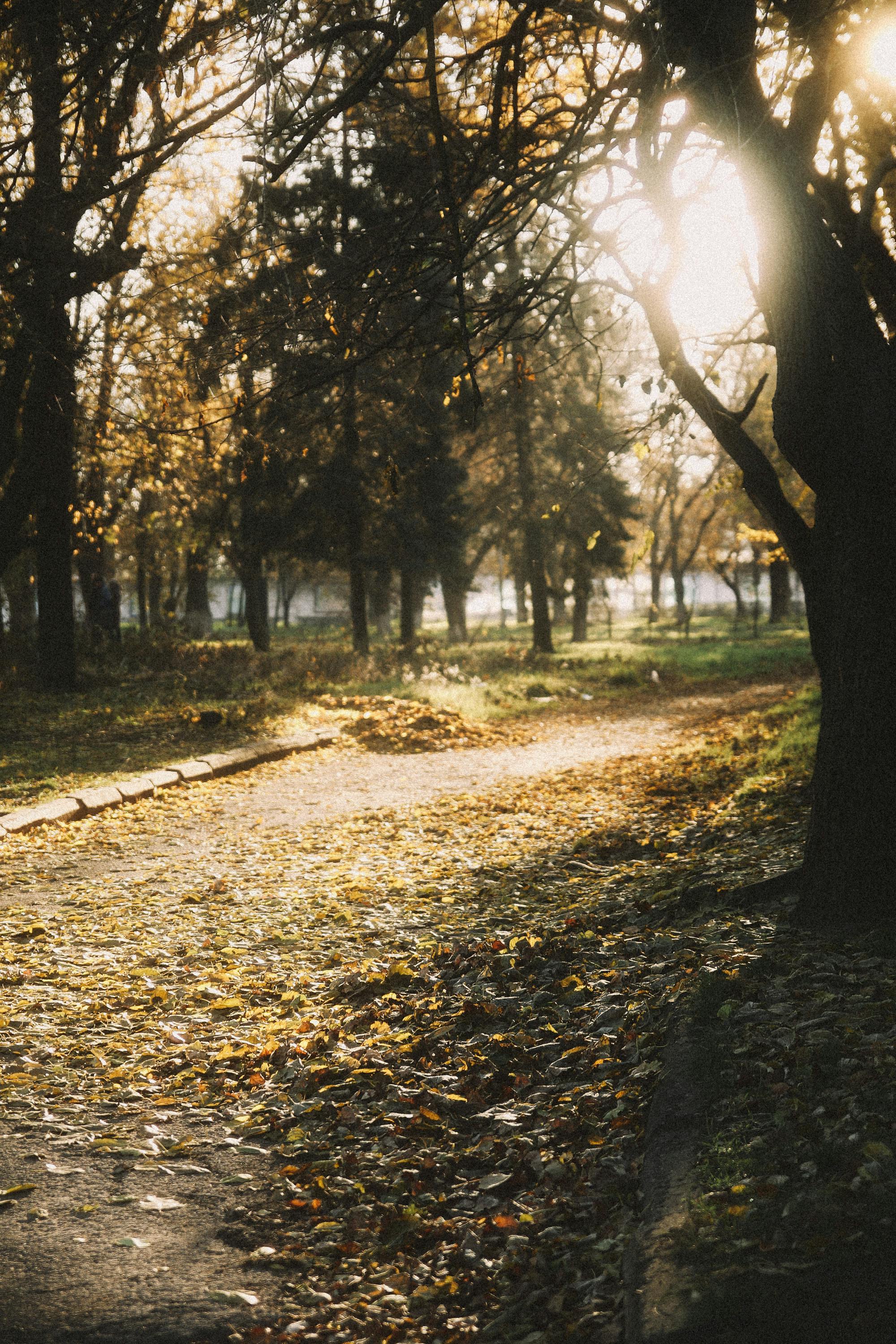 Sunlight peeking through trees in forest · Free Stock Photo