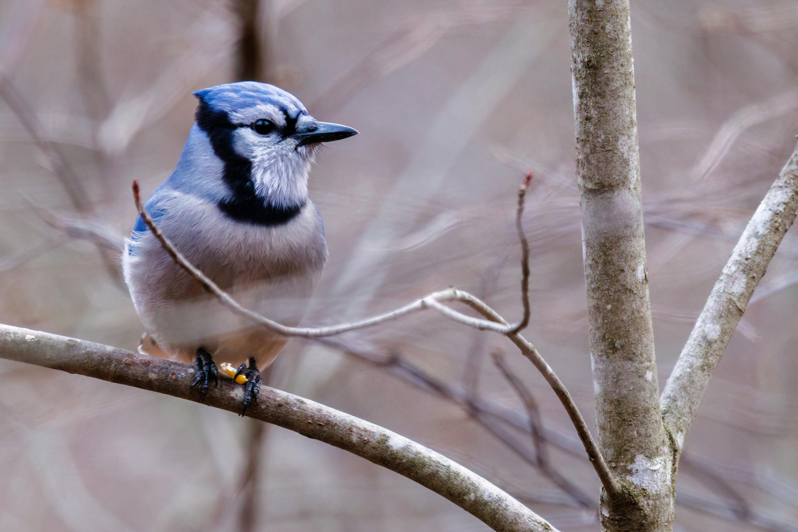 A Blue Jay Perched on a Tree Branch · Free Stock Photo
