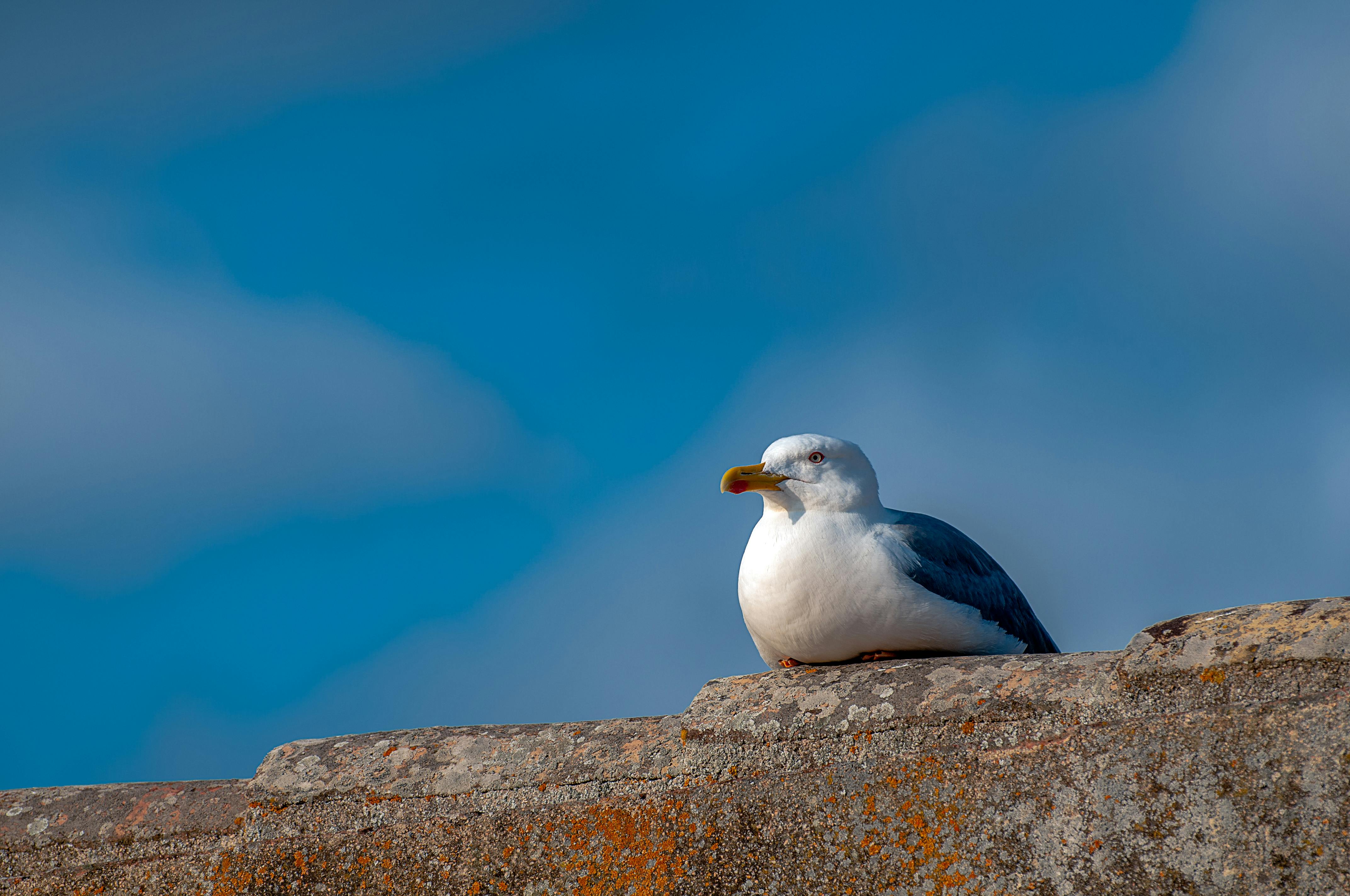 Photo of a Flying Bird · Free Stock Photo