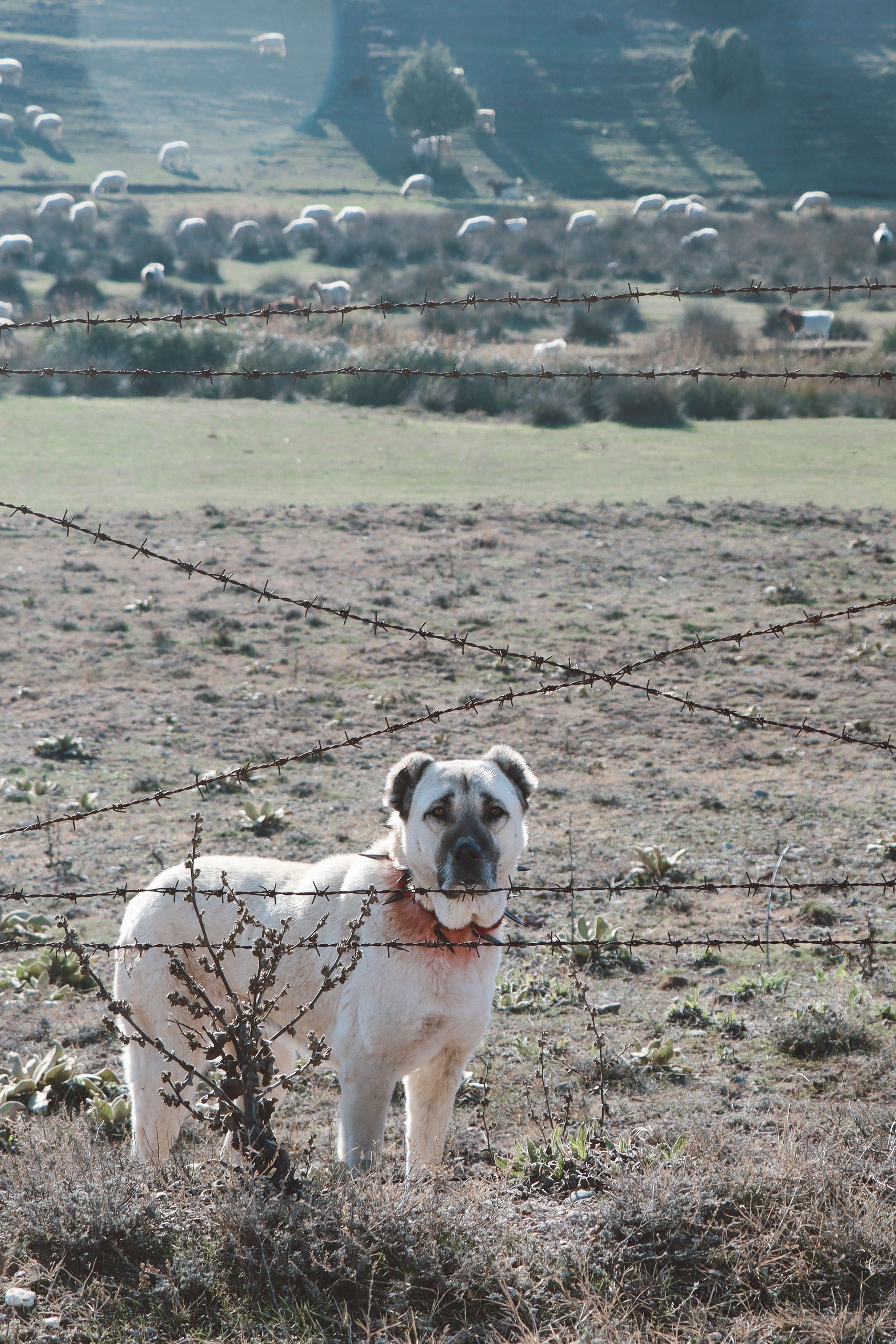 American Tundra Shepherd Dog