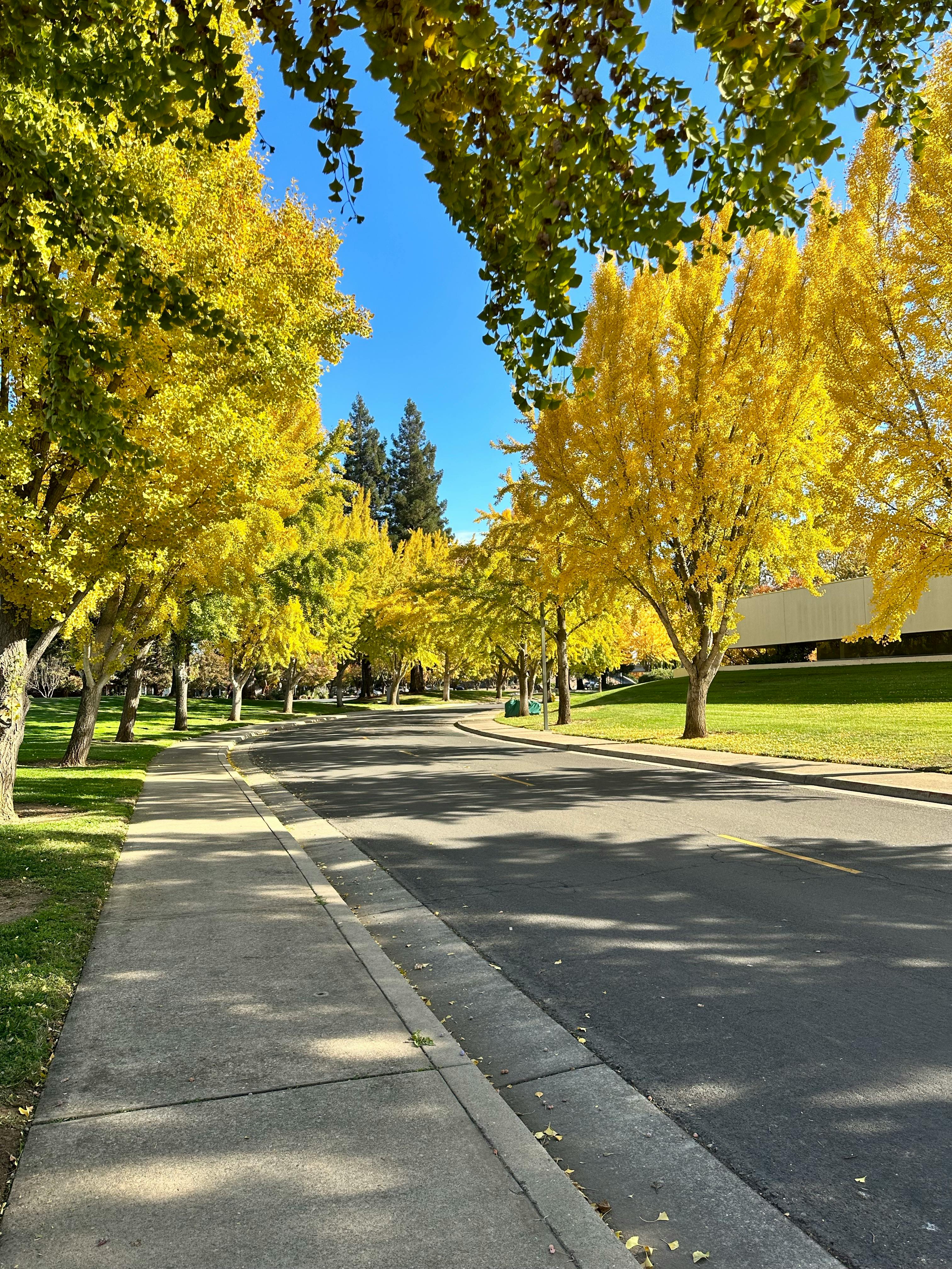 Yellow Trees Growing along Alley · Free Stock Photo