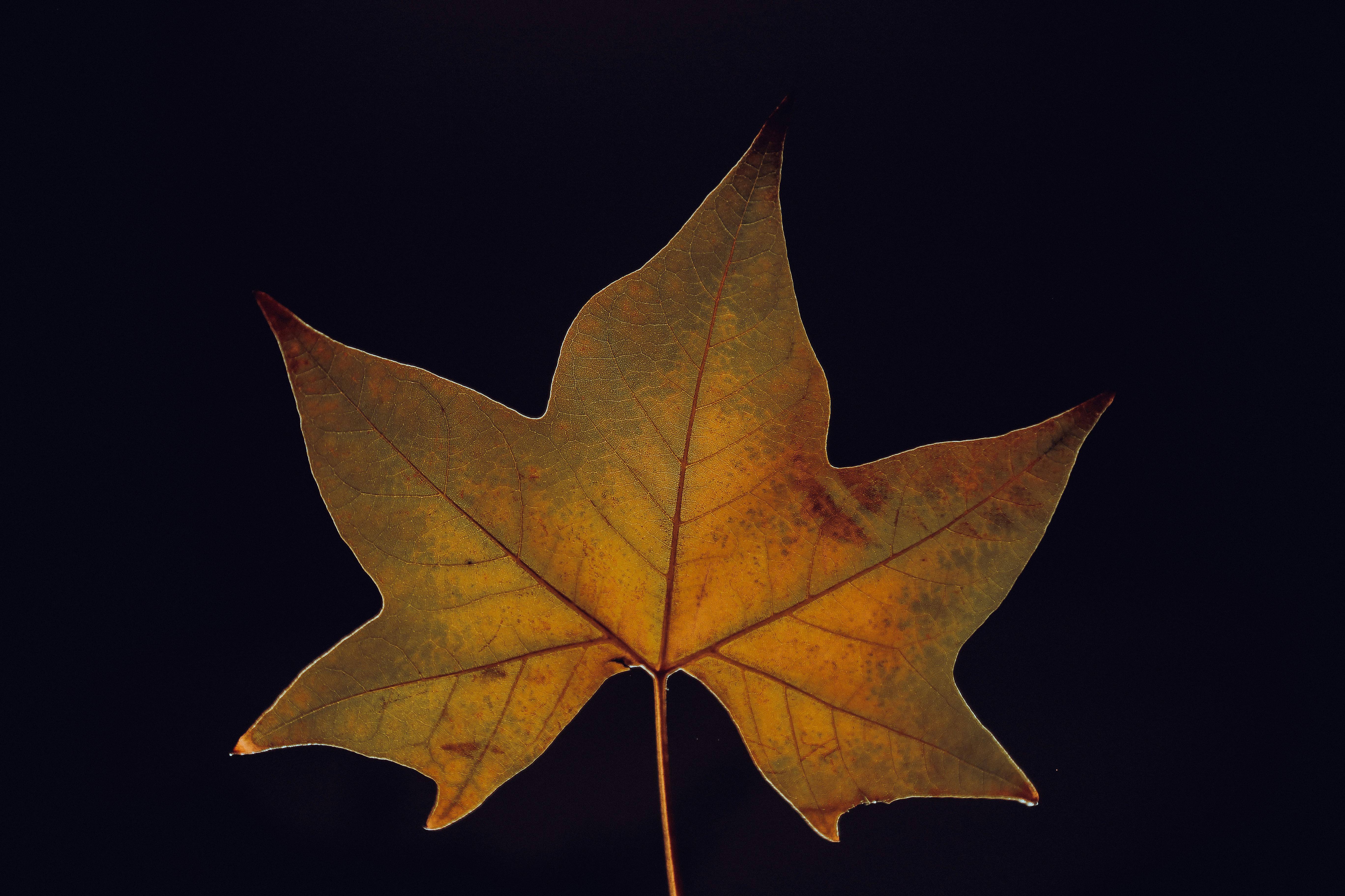 hiwa talaei - Photography