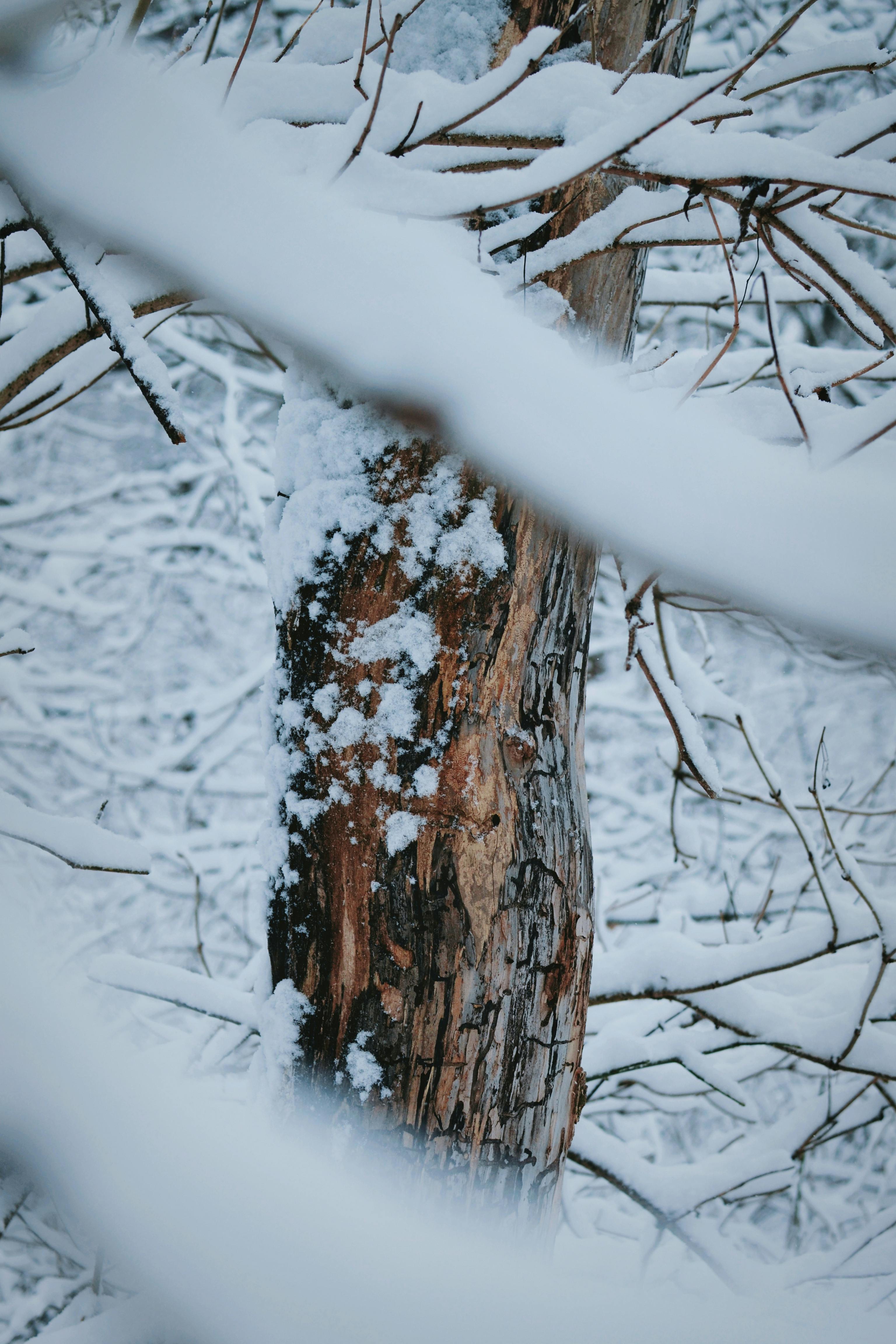 Components Of Forest Photos, Download The BEST Free Components Of ...