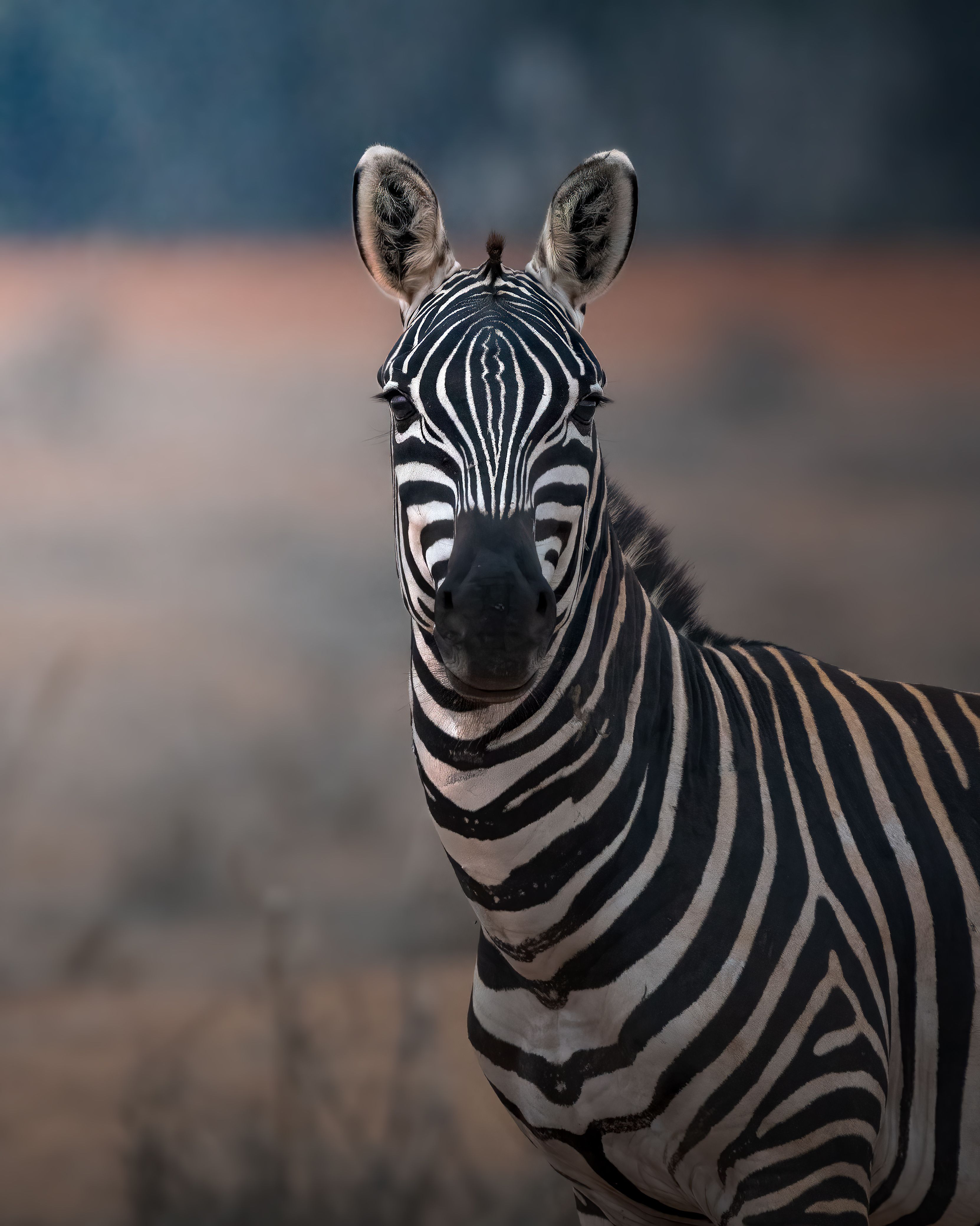 Savana Photos, Download The BEST Free Savana Stock Photos & HD Images