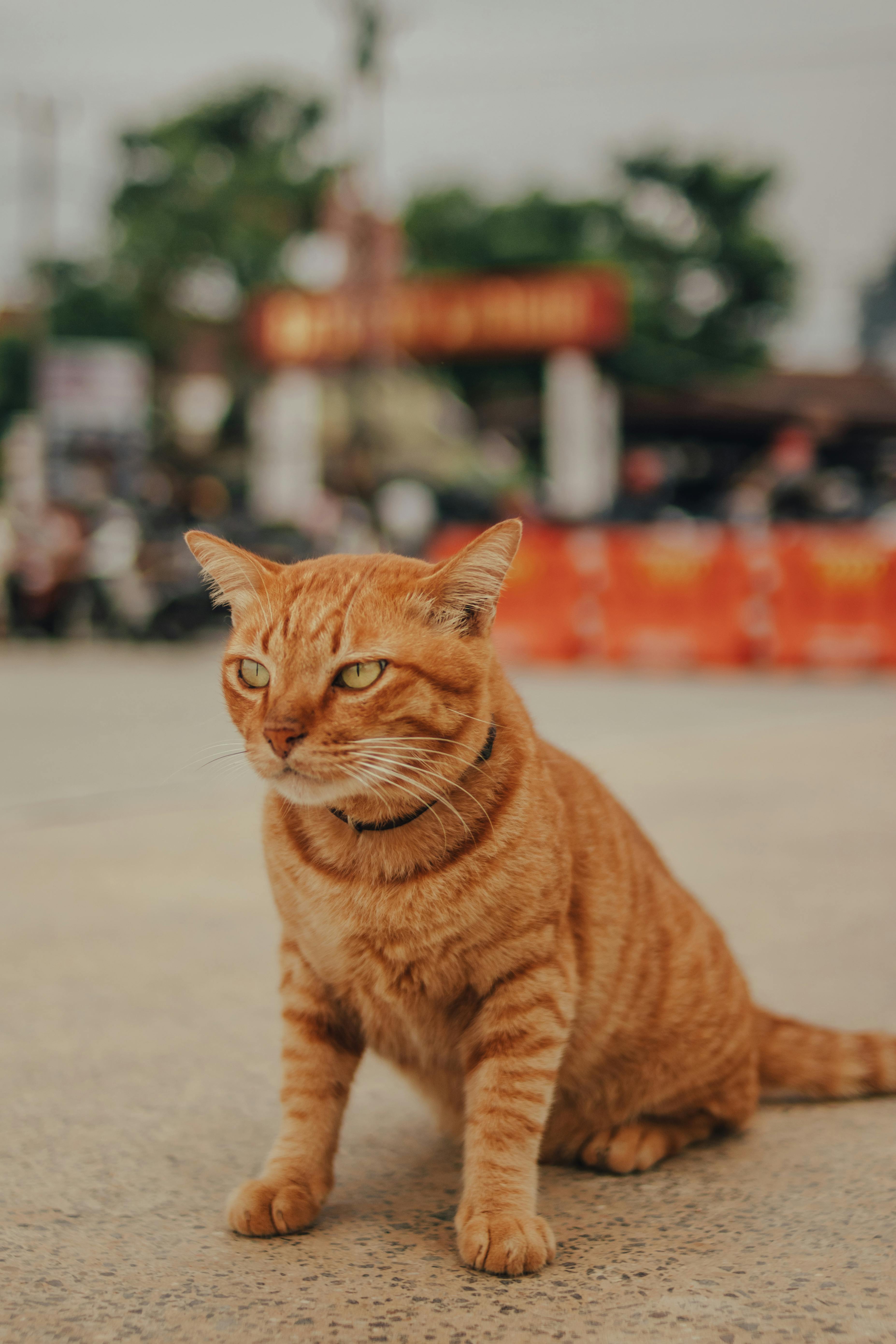 Zeka Alrizki - Photography