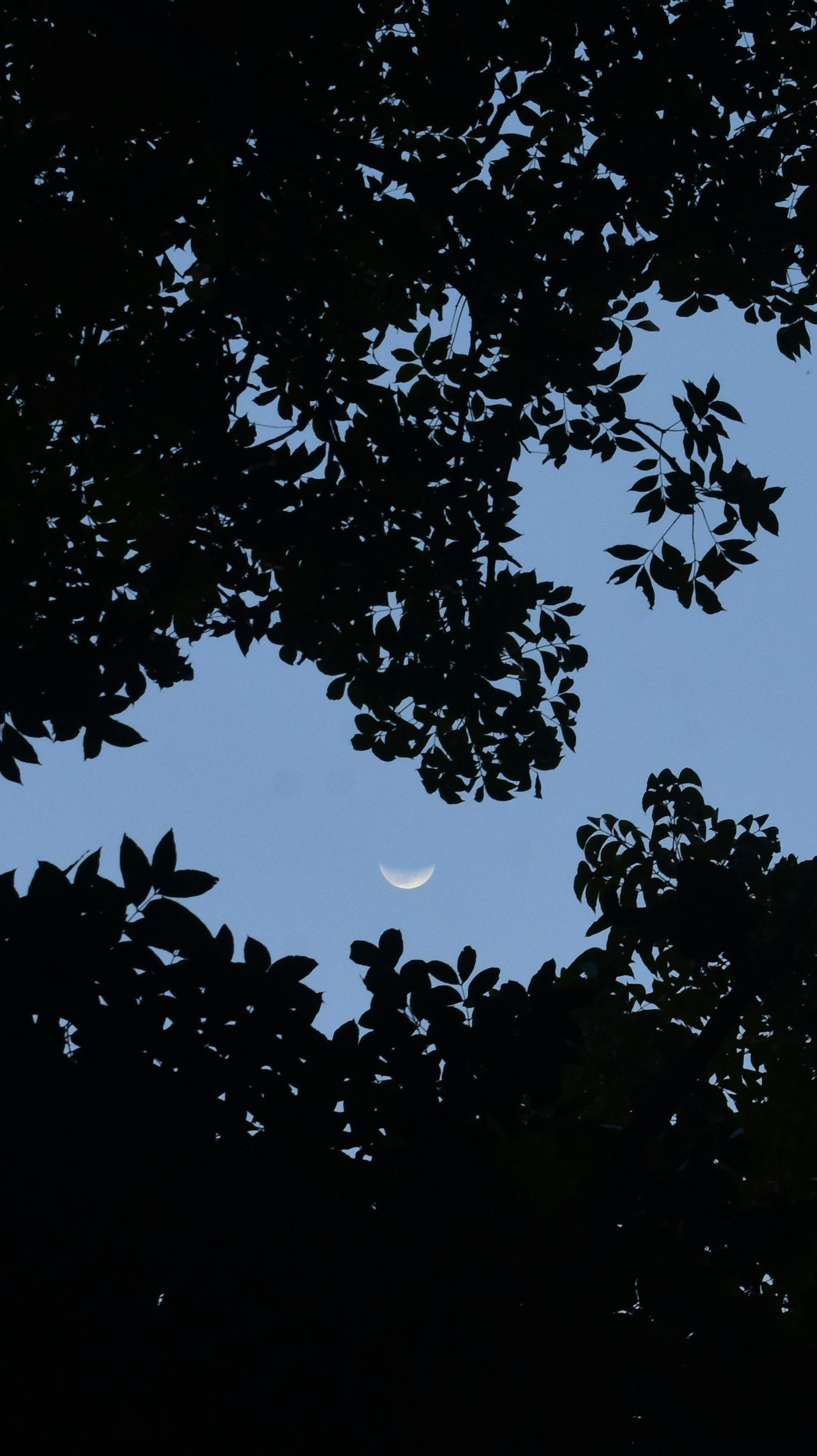 Half Moon Above Trees Photo · Free Stock Photo