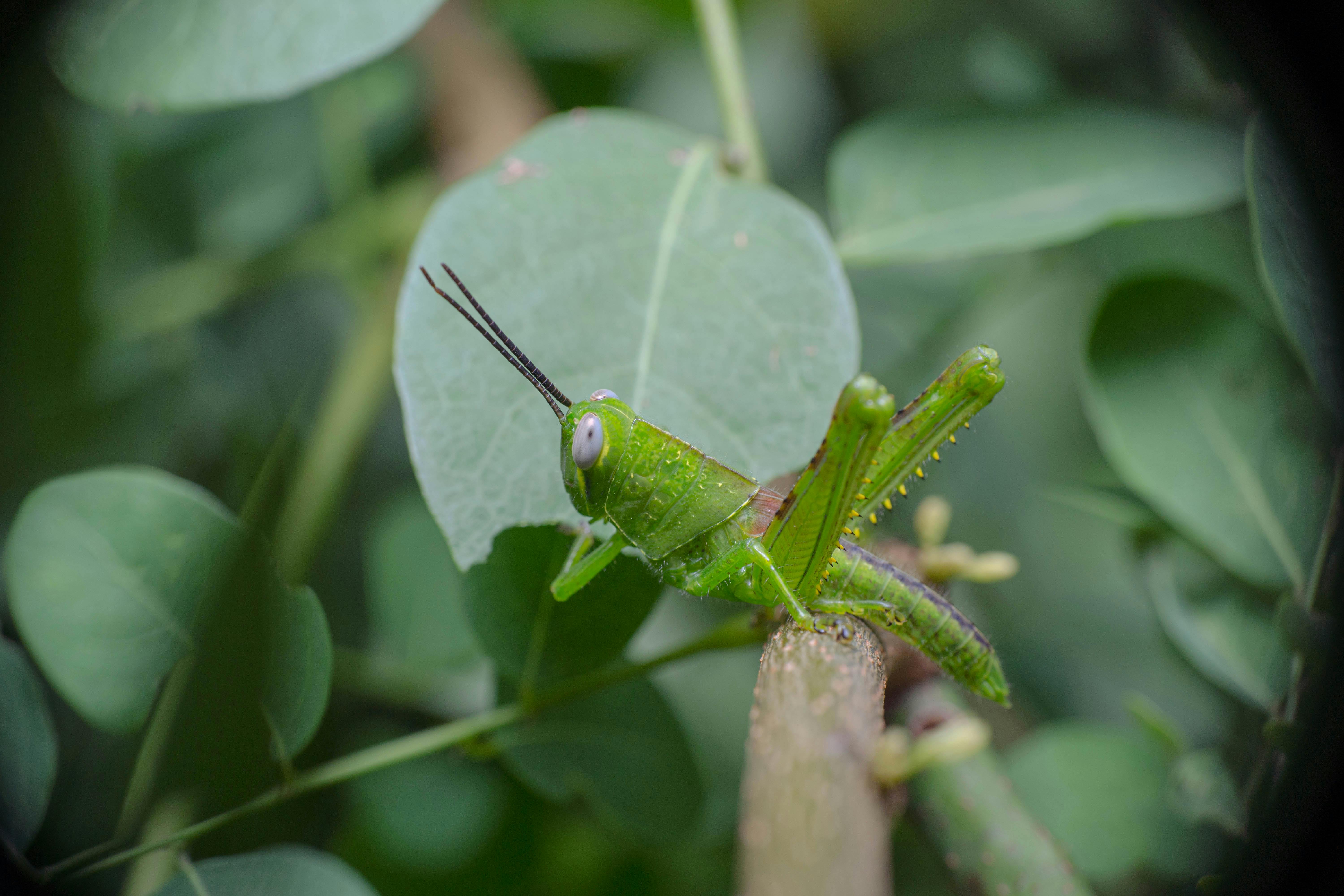 Grasshopper Collection Photos By Me 11 Photos & Videos Collected by ...