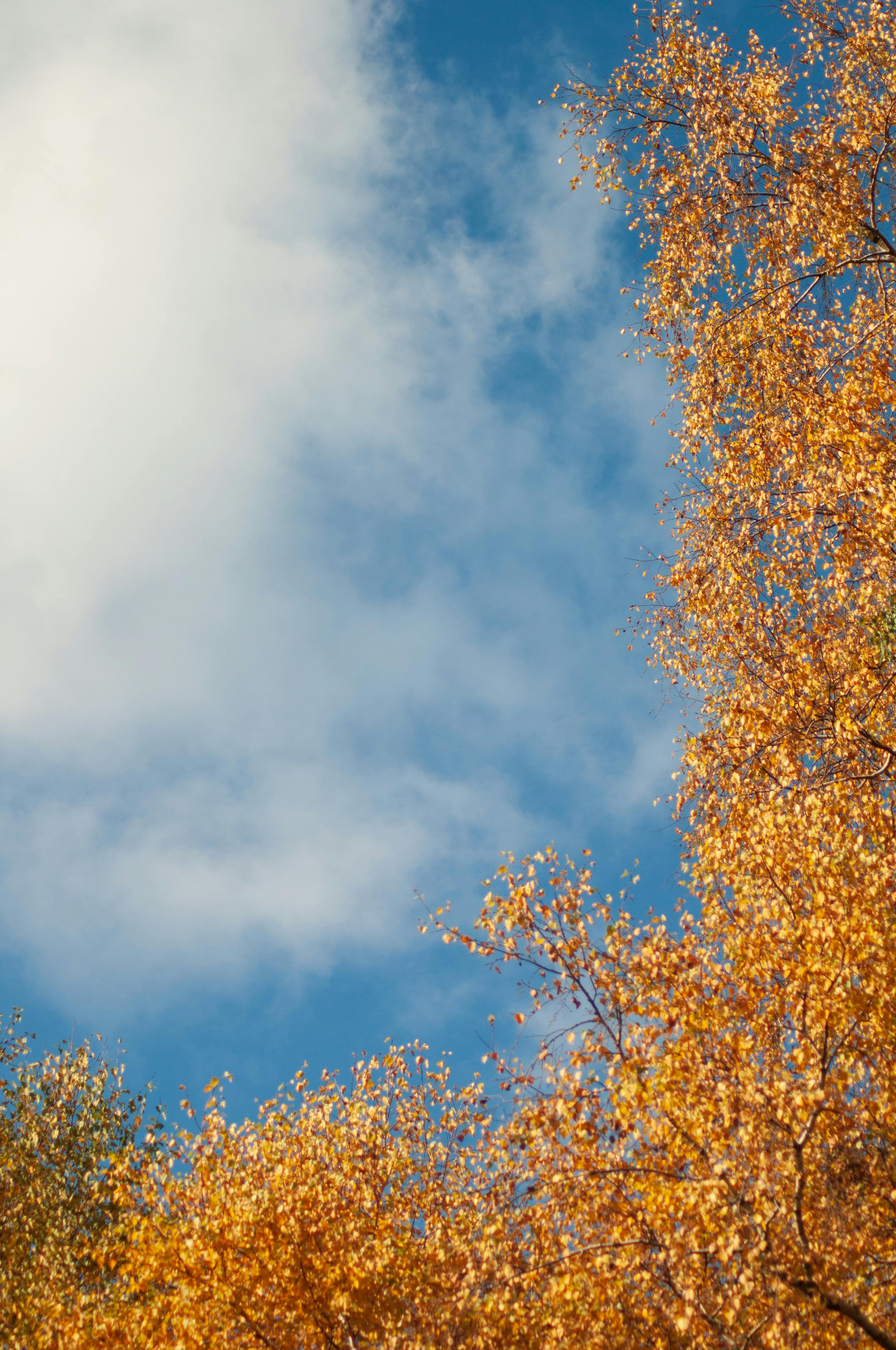 Photo of Blue Sky and Autumn Trees · Free Stock Photo