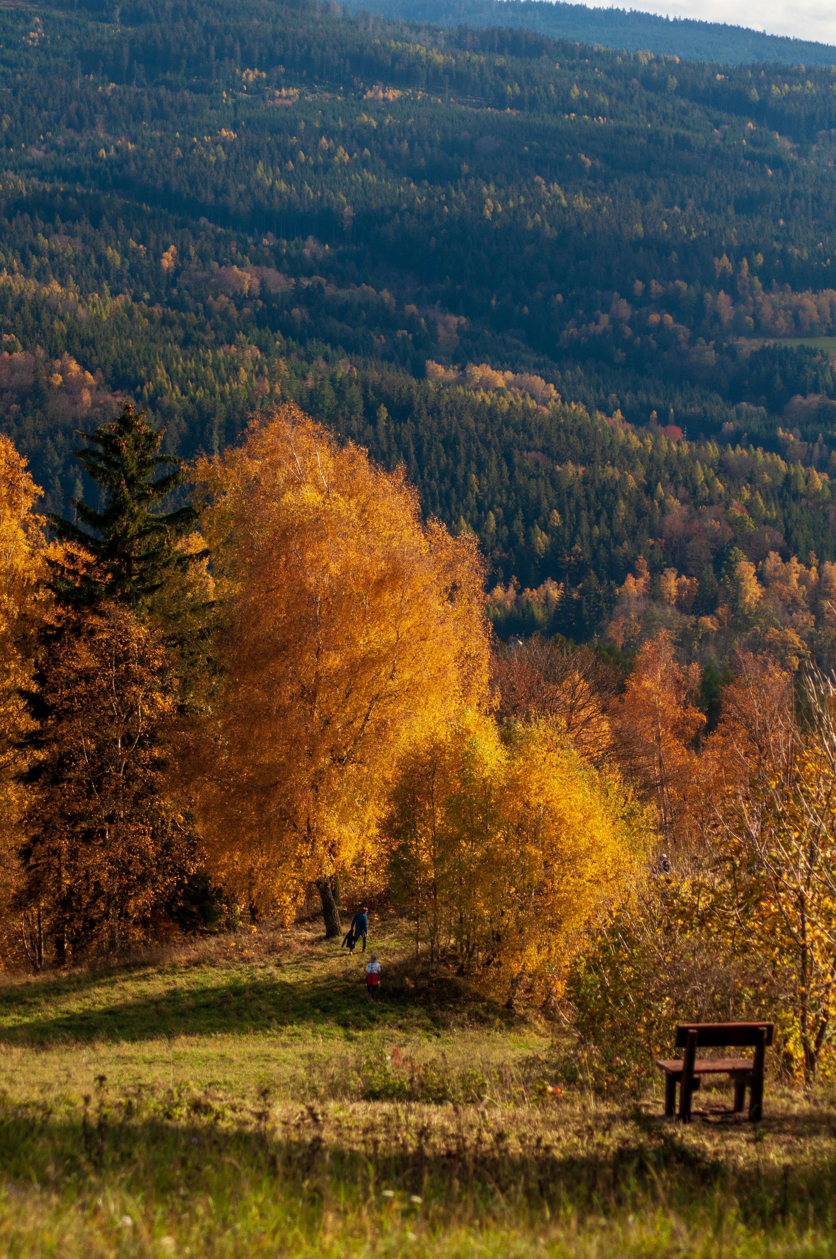 Field Surround With Orange Leaf Trees · Free Stock Photo