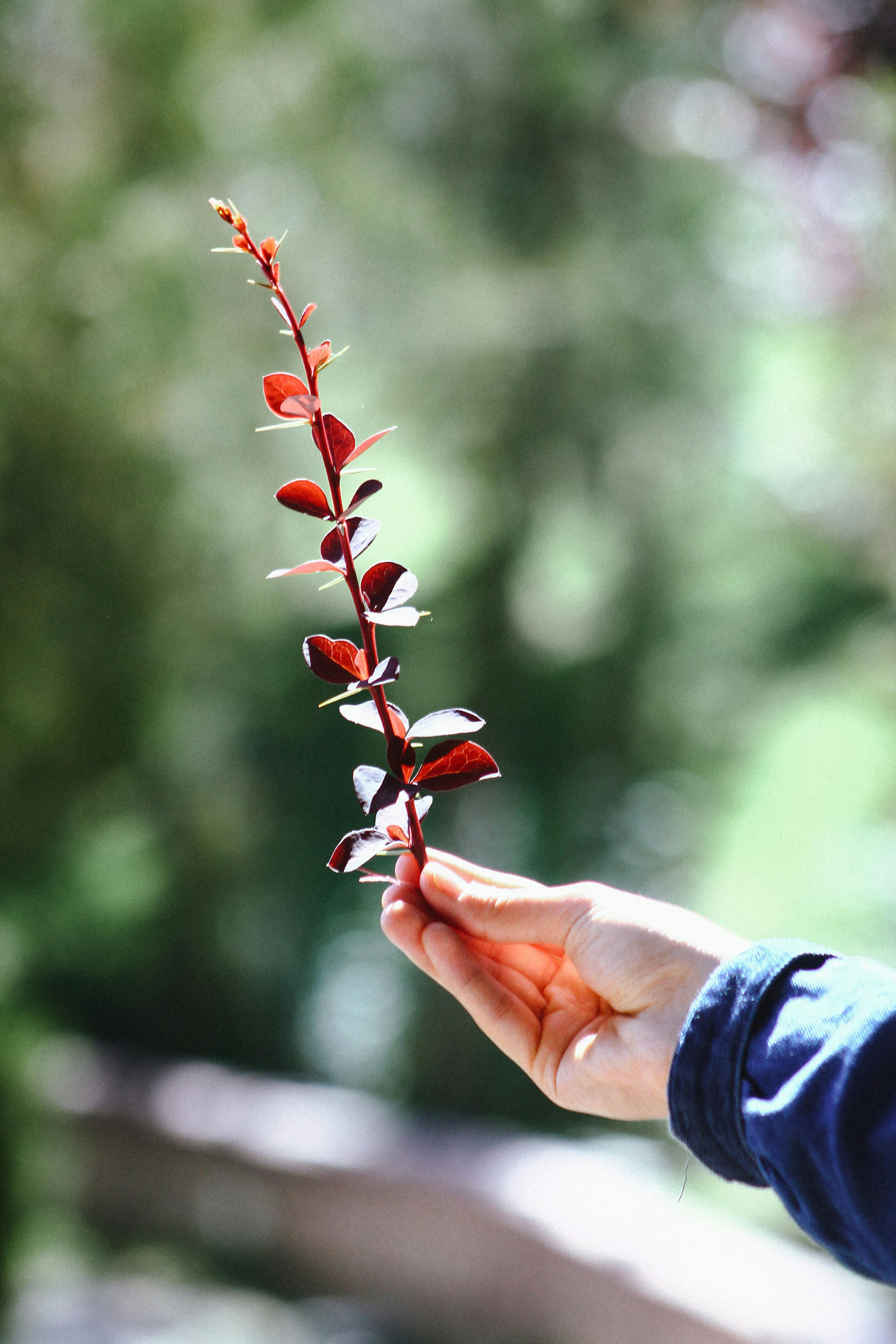 Person Holding Red Fruit · Free Stock Photo