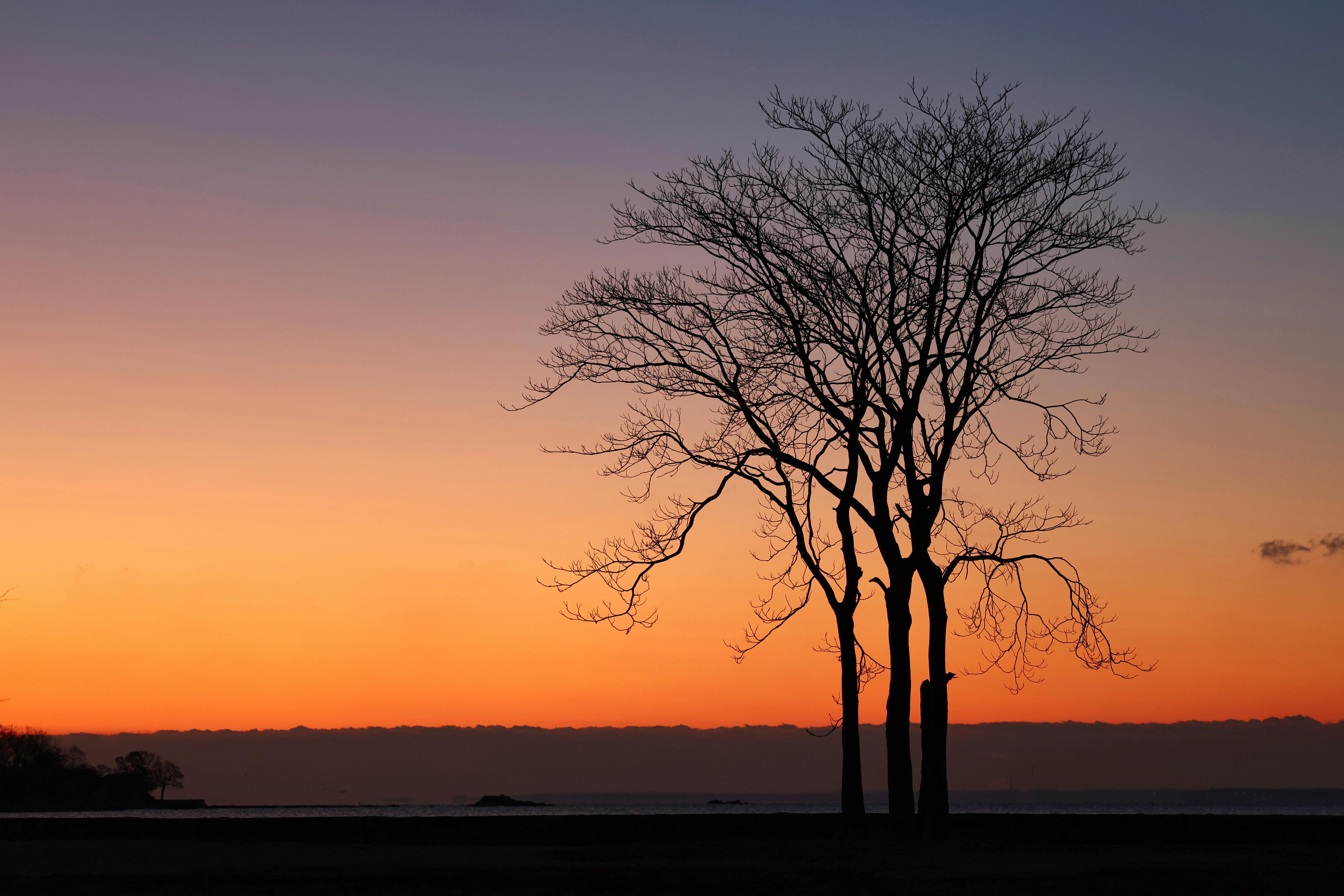 Silhouette of a Leafless Tree during Sunset · Free Stock Photo