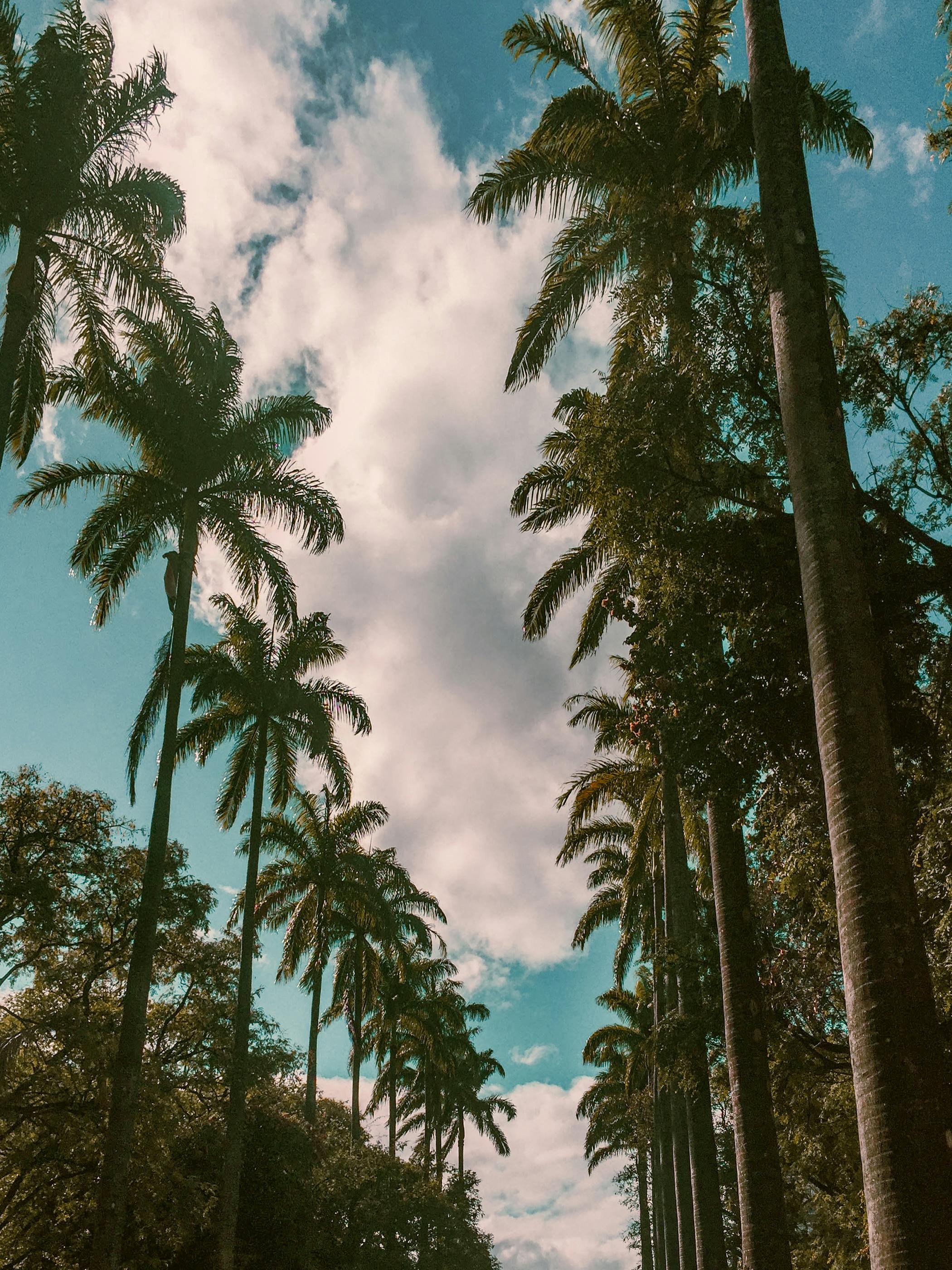 Coconut Trees Photo · Free Stock Photo