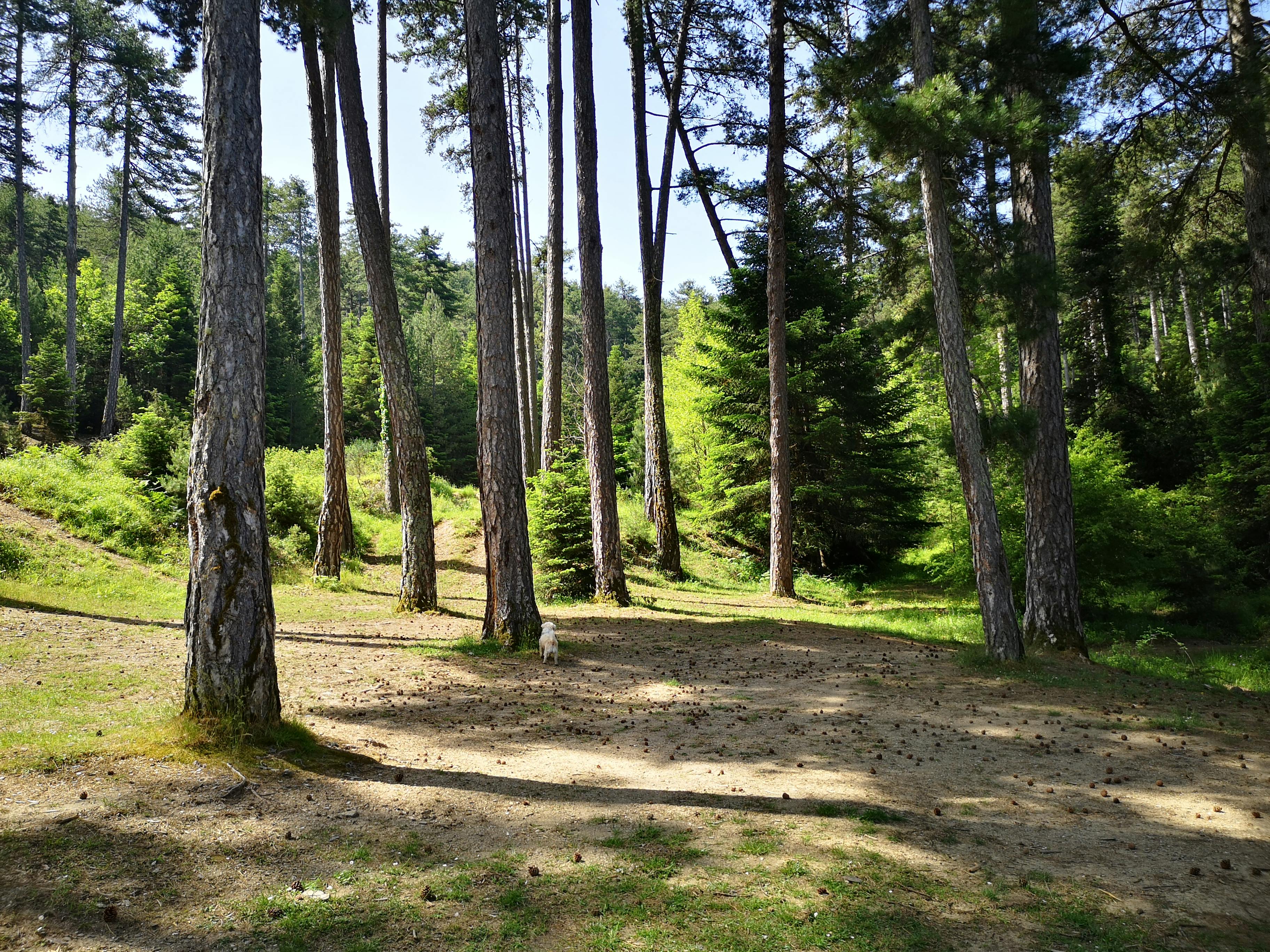 A Green Trees in the Forest · Free Stock Photo