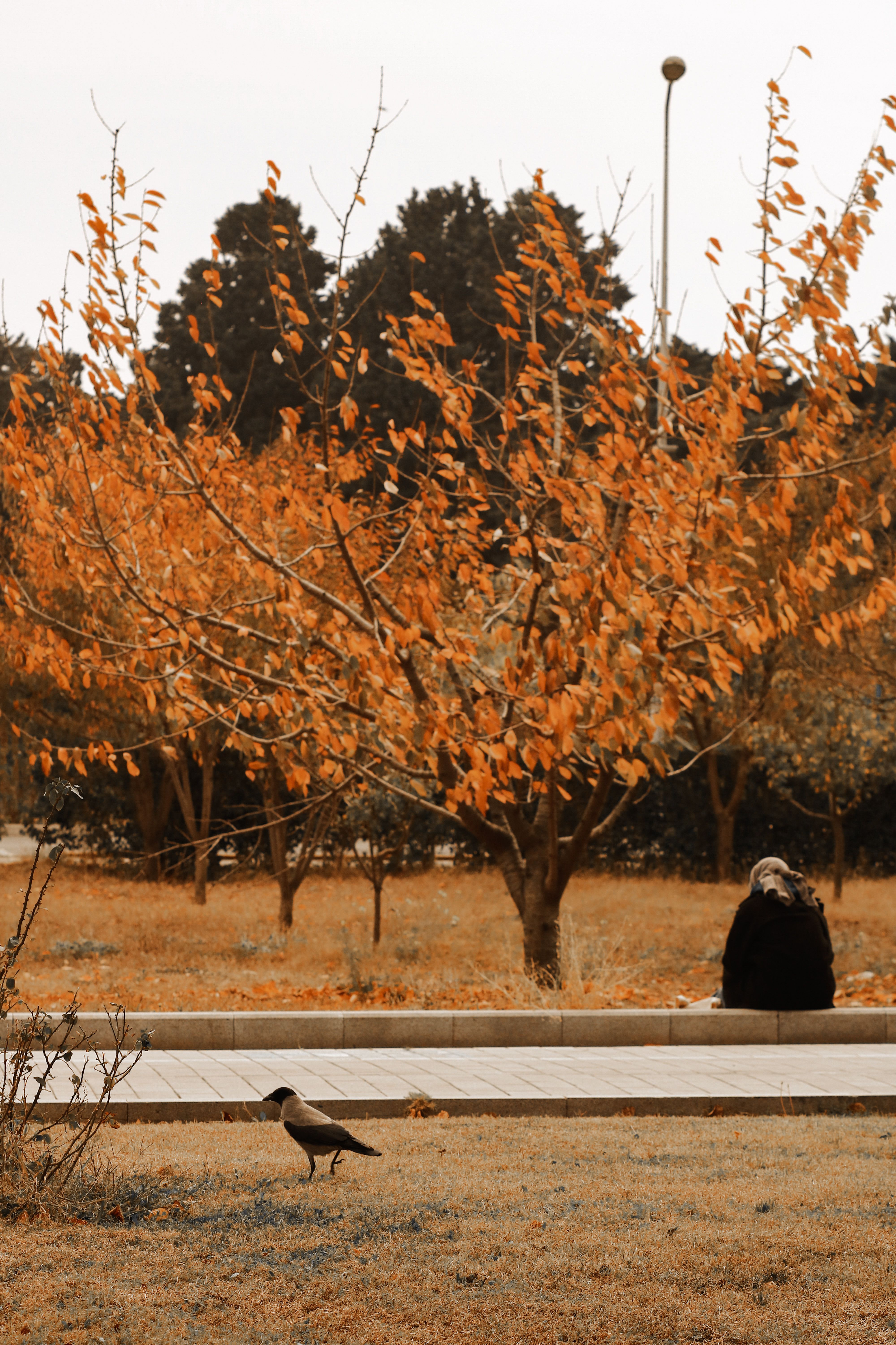 Person Standing Near Tree · Free Stock Photo