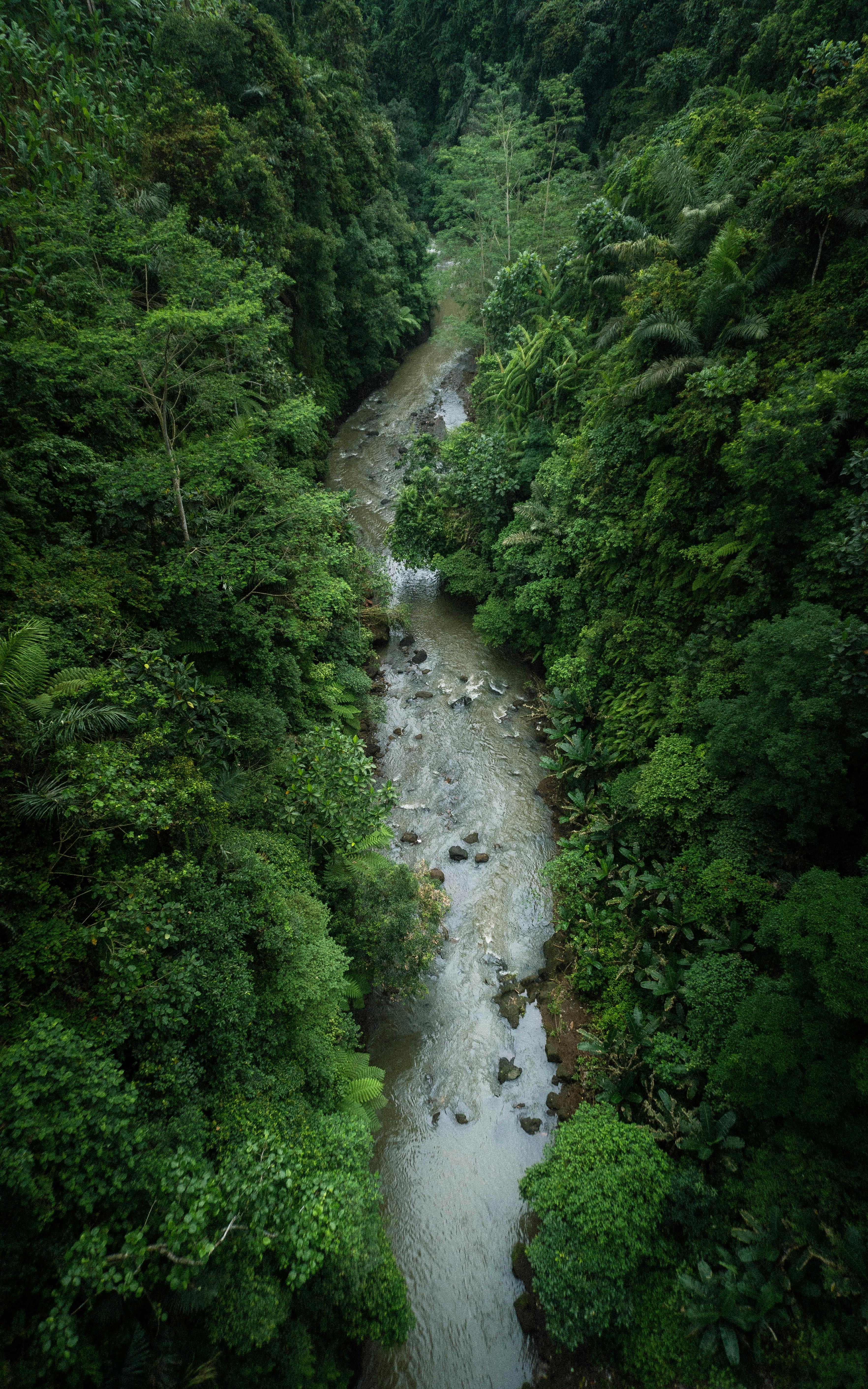 River in the Middle of the Forest · Free Stock Photo