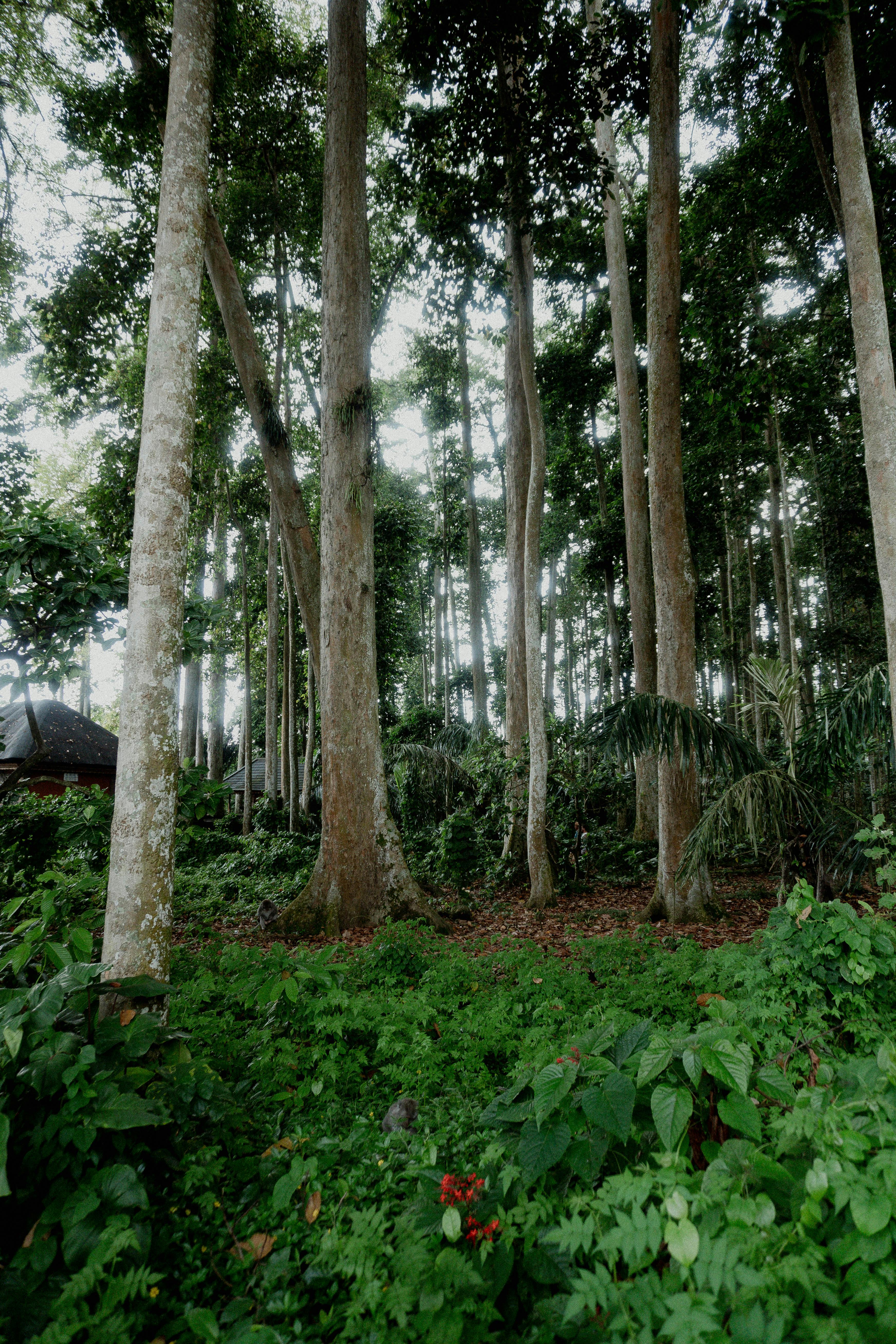 Green Trees in the Forest · Free Stock Photo