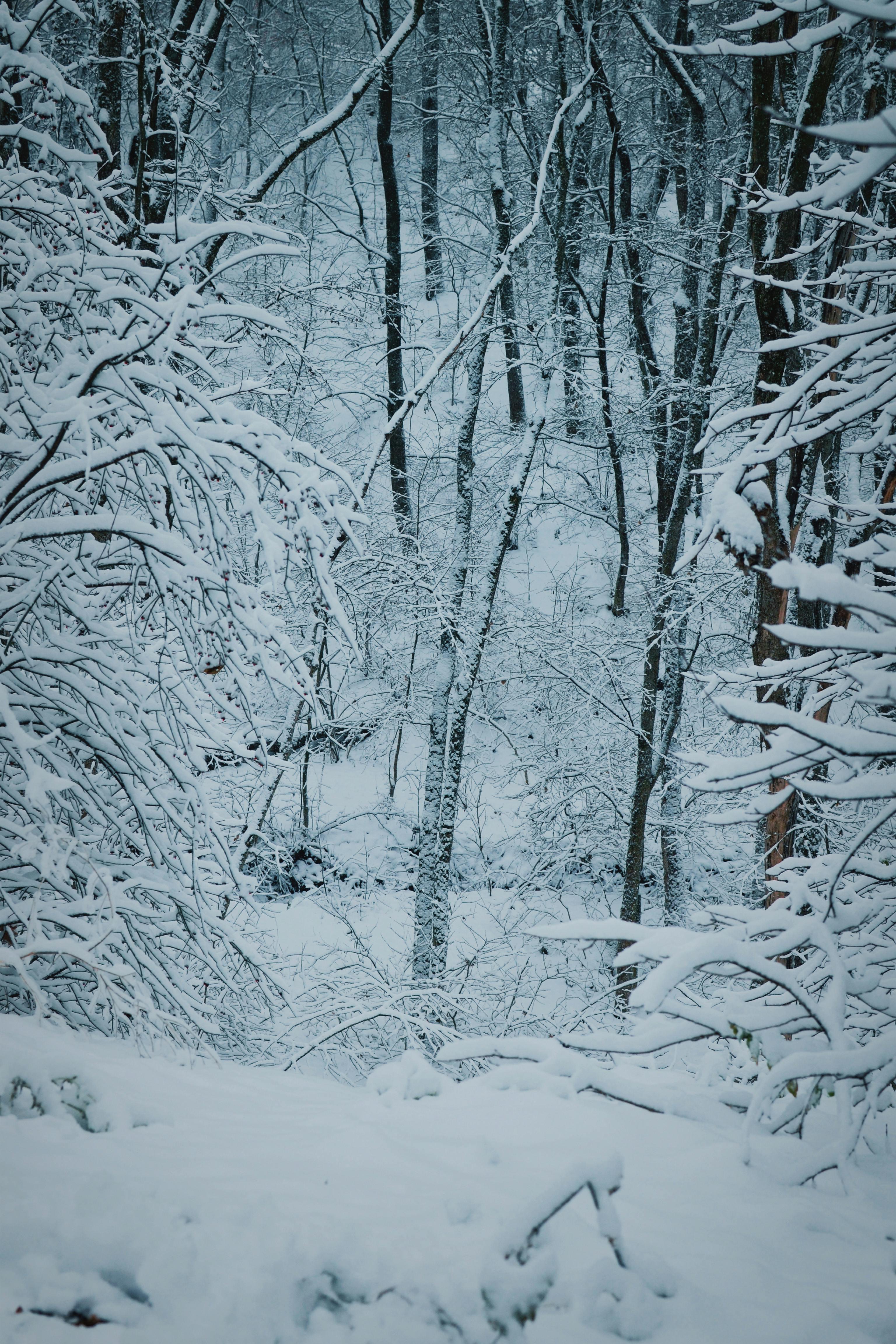 Snow Covered Trees · Free Stock Photo