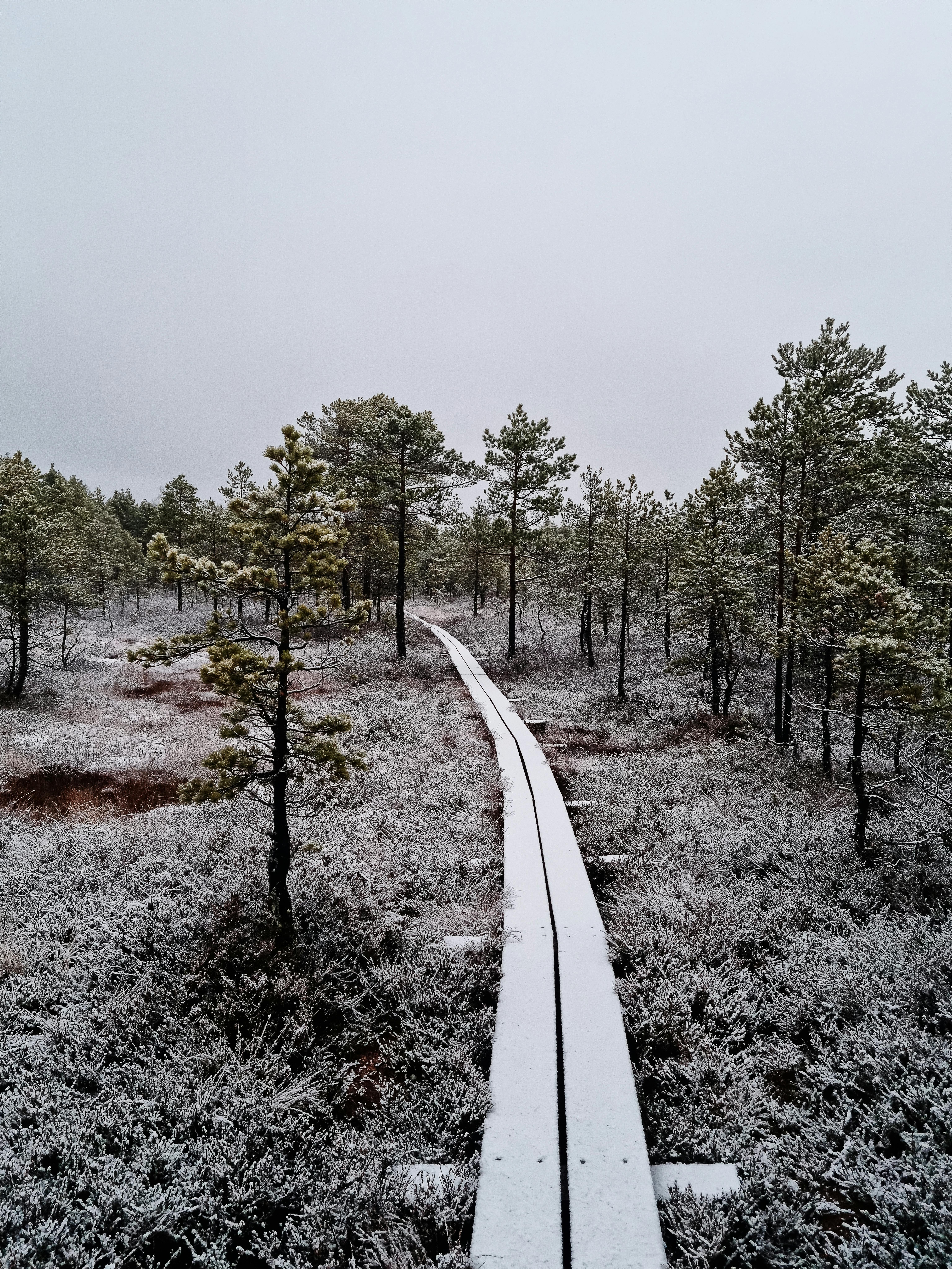 Snow-covered Boardwalk Through a Young Forest in a Nature Reserve ...