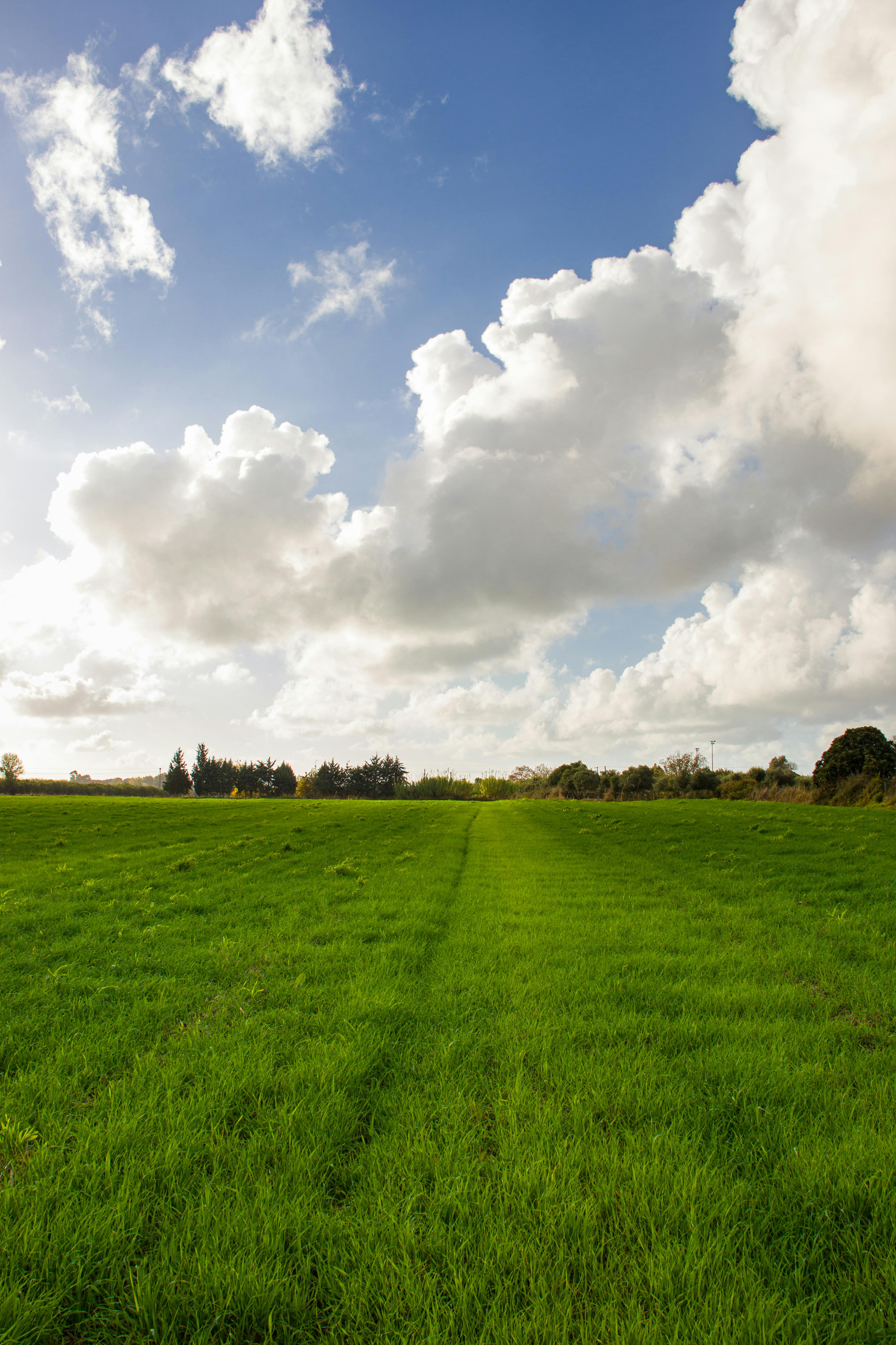 A Grassy Field · Free Stock Photo