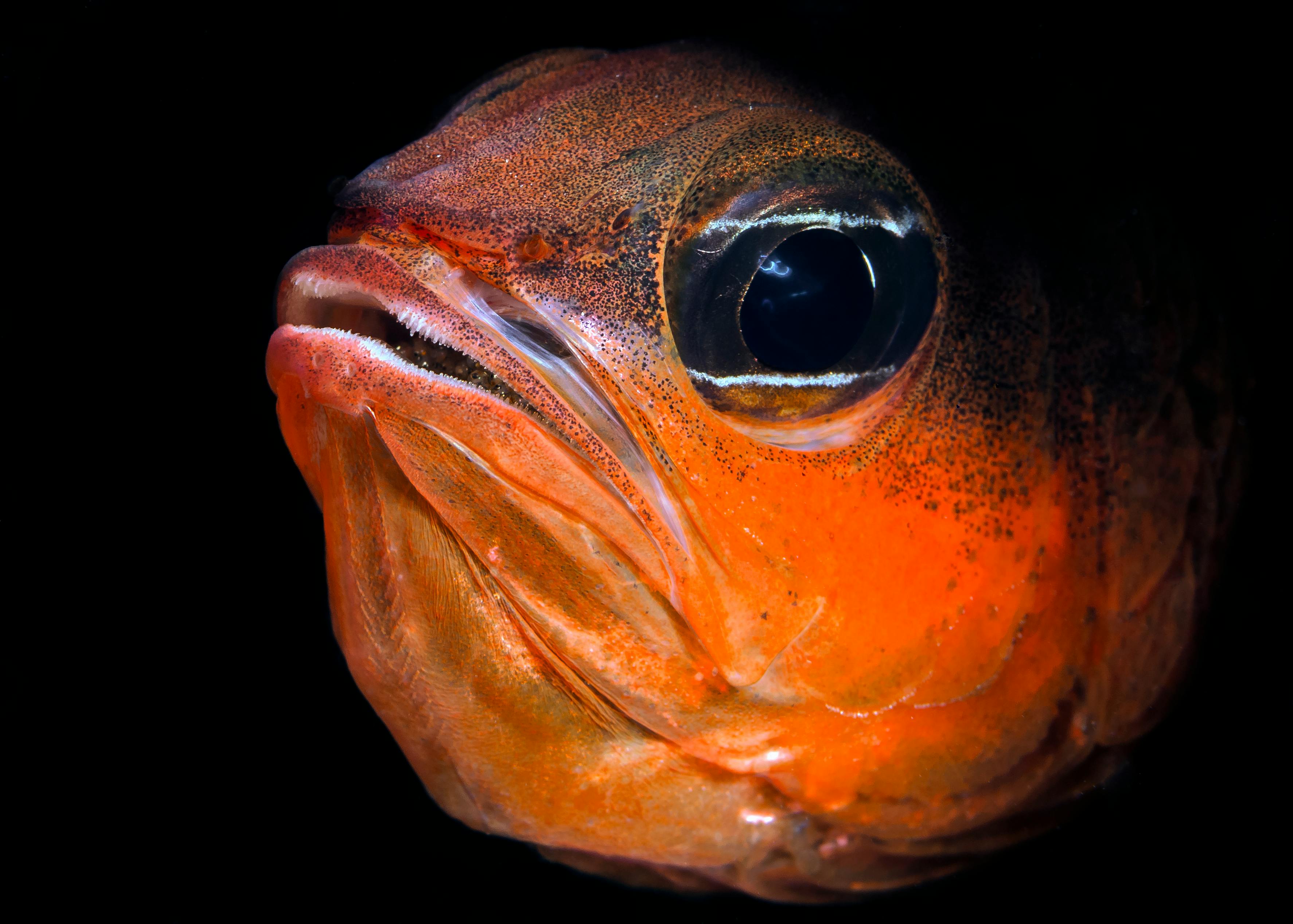 Padma Fish Photos, Download Free Padma Fish Stock Photos & HD Images