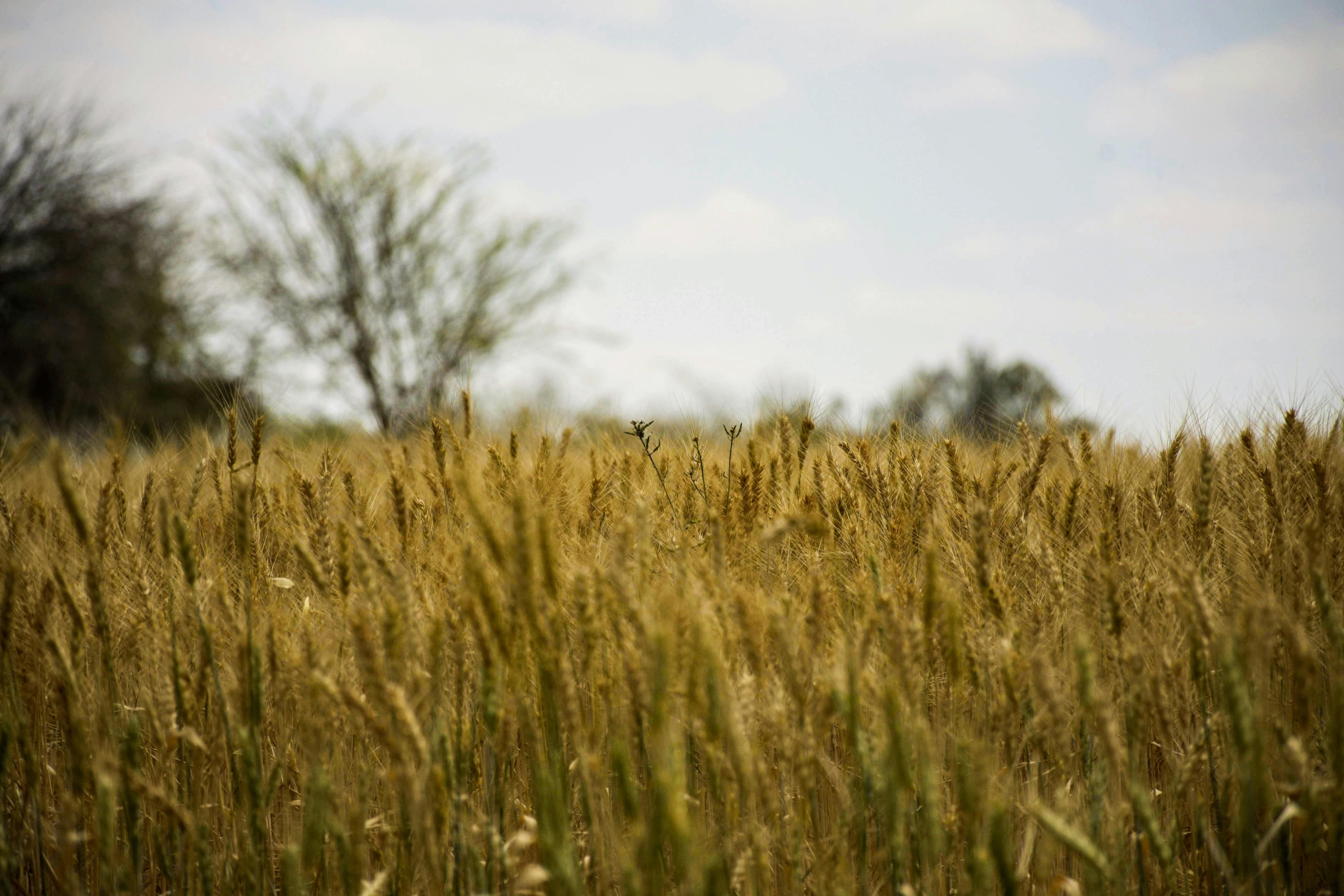 Person Holding a Mirror on an Open Field · Free Stock Photo