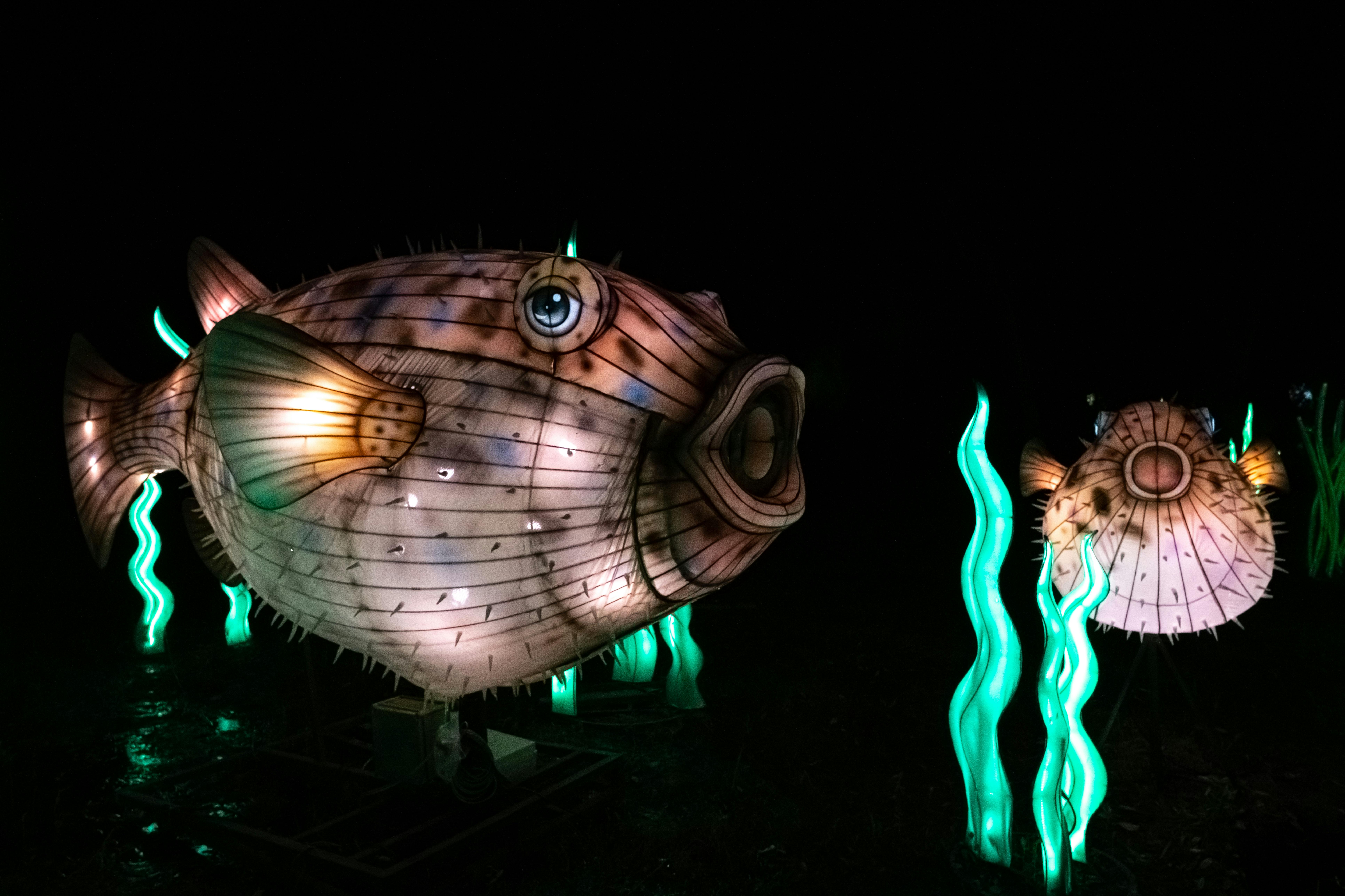 Illuminated Fish Design Lanterns Against Dark Background · Free Stock Photo